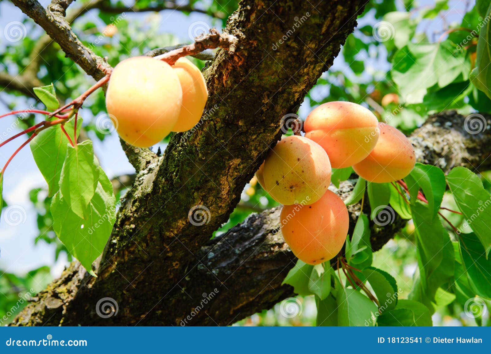 Apricot Tree Branch stock image. Image of bunch, food - 18123541