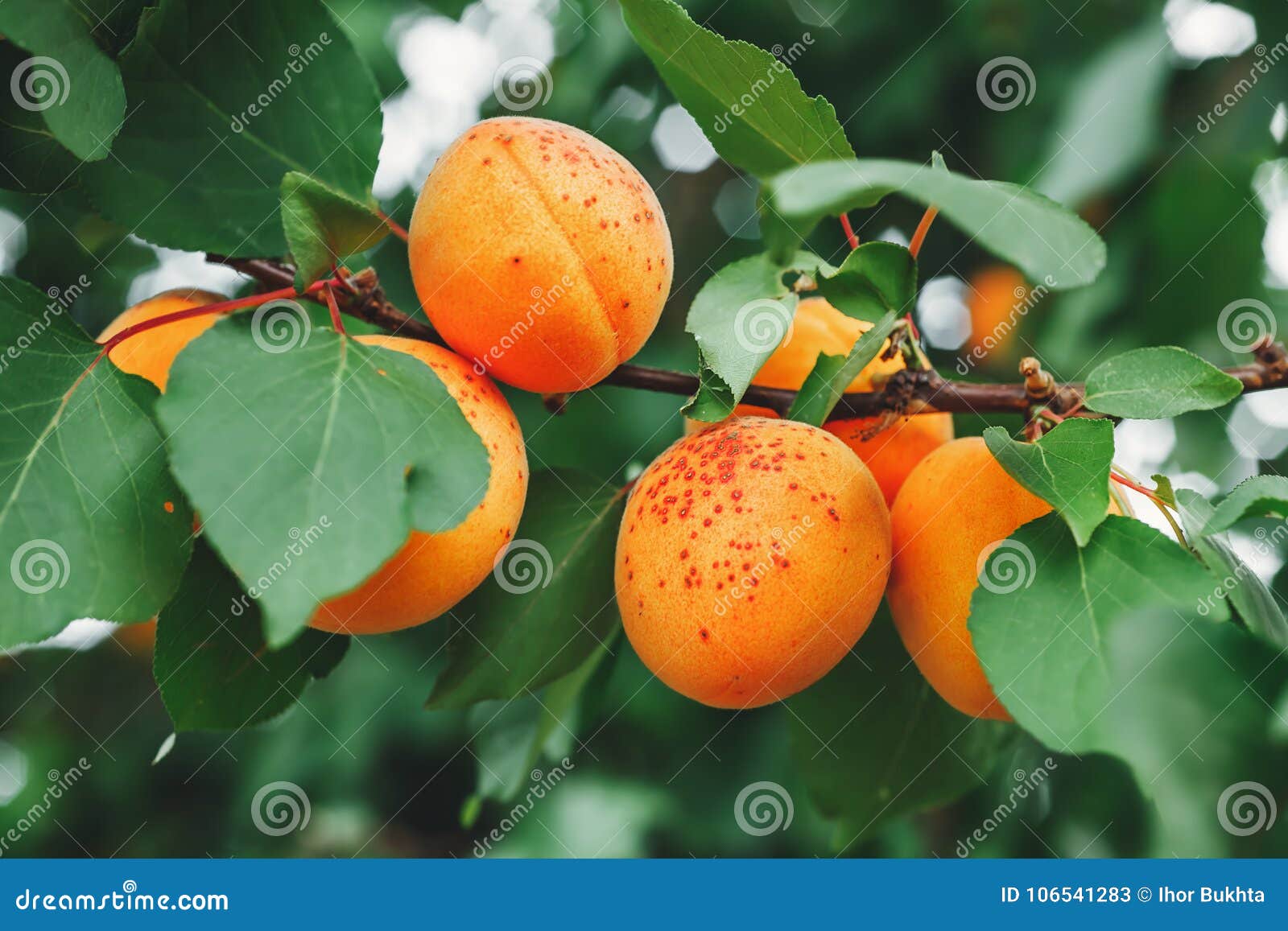 Apricot tree branch stock image. Image of fruit, background - 106541283