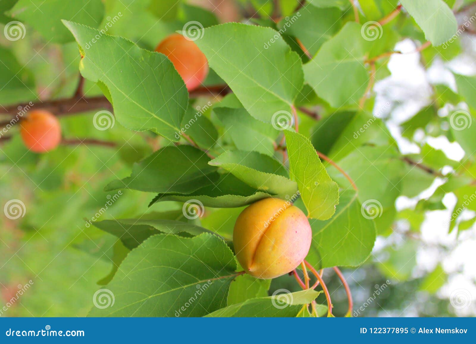 Ripe apricot on the branch stock image. Image of coconut - 122377895