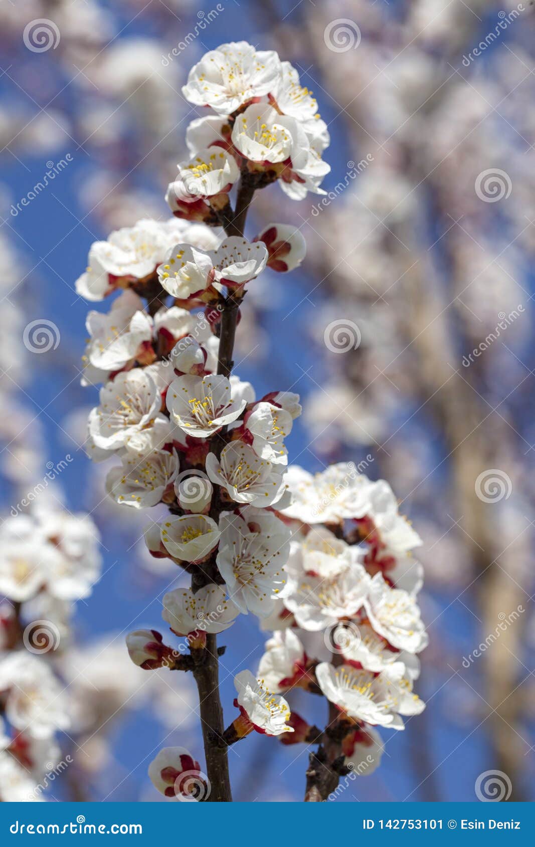 Apricot Tree Flowers with Soft Focus. Spring White Flowers on a Tree ...