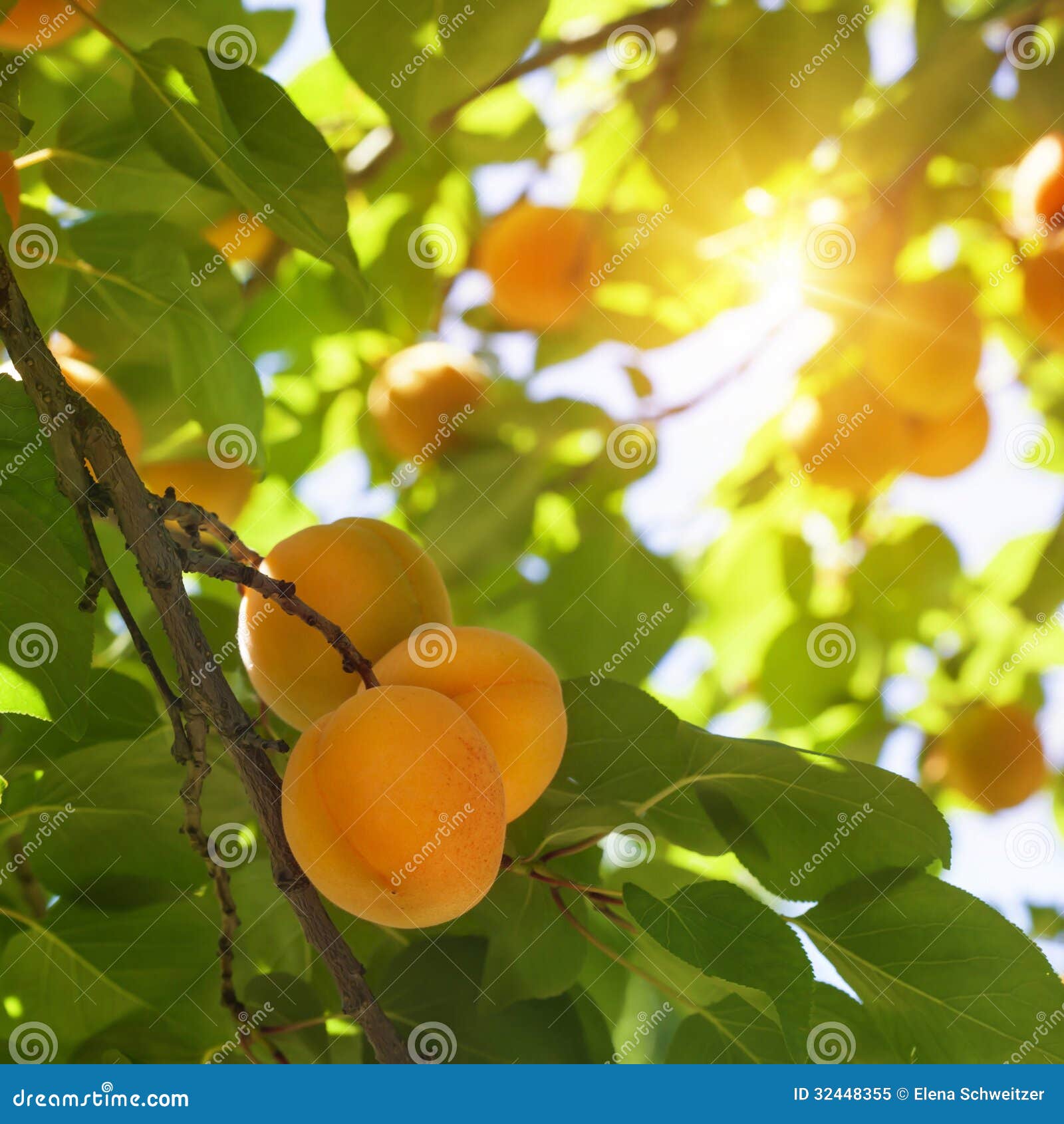 Apricot tree with fruits stock image. Image of garden - 32448355