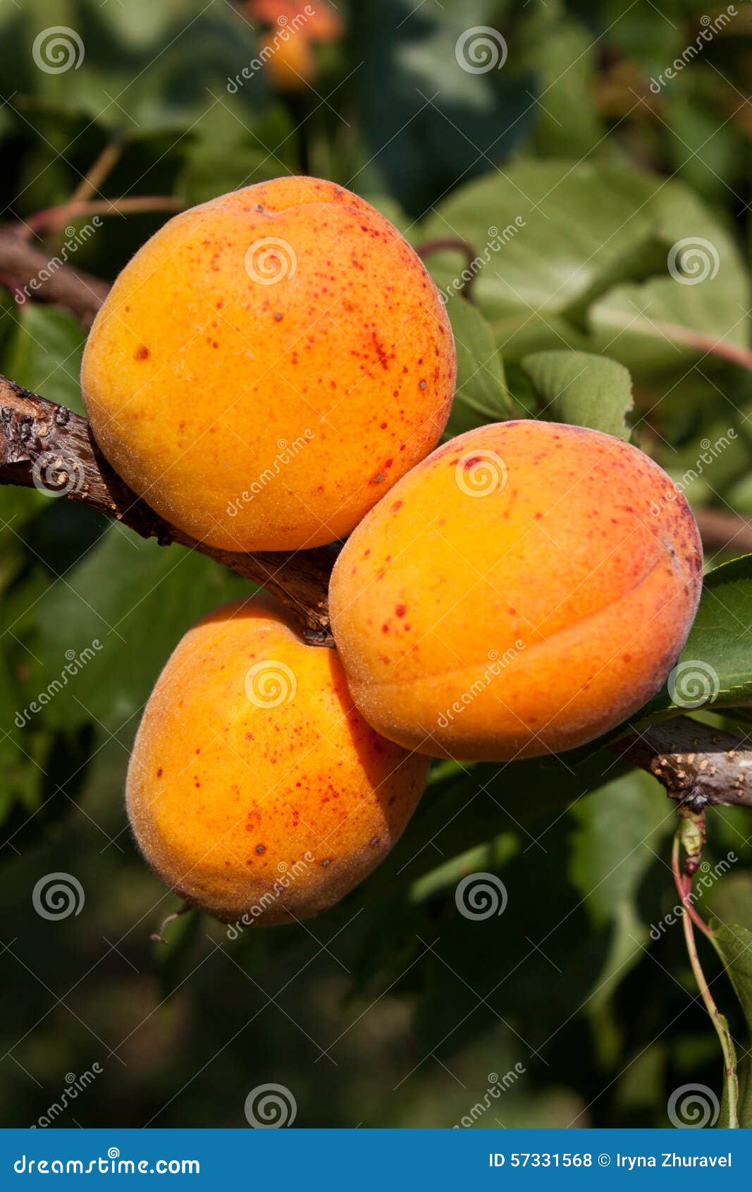 Apricot tree with fruits stock photo. Image of apricot - 57331568
