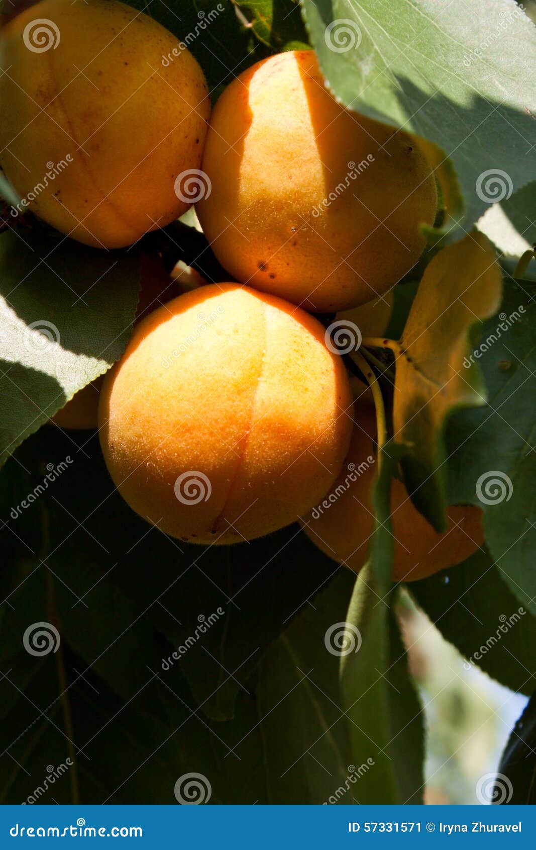Pita Tree With The Sky Behind In Cabo De Gata, Spain Royalty-Free Stock ...