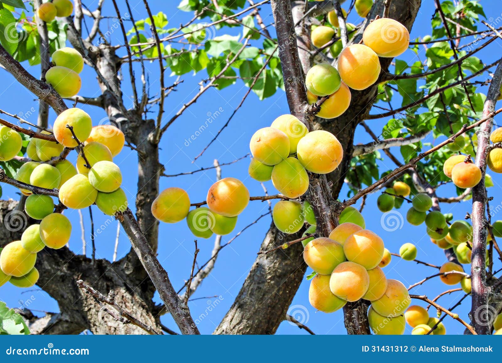 Apricot tree with fruits stock photo. Image of blue, apricot - 31431312