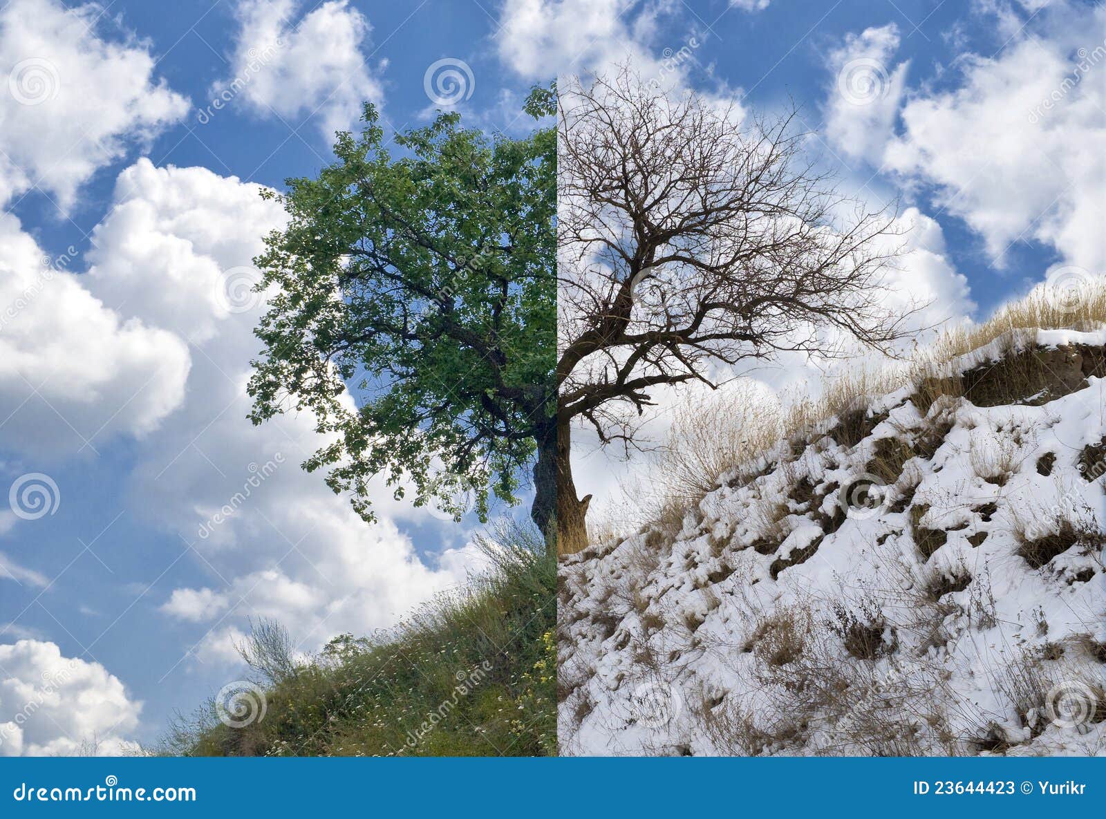 Apricot Tree on a Hill in Two Opposite Seasons Stock Image - Image of ...
