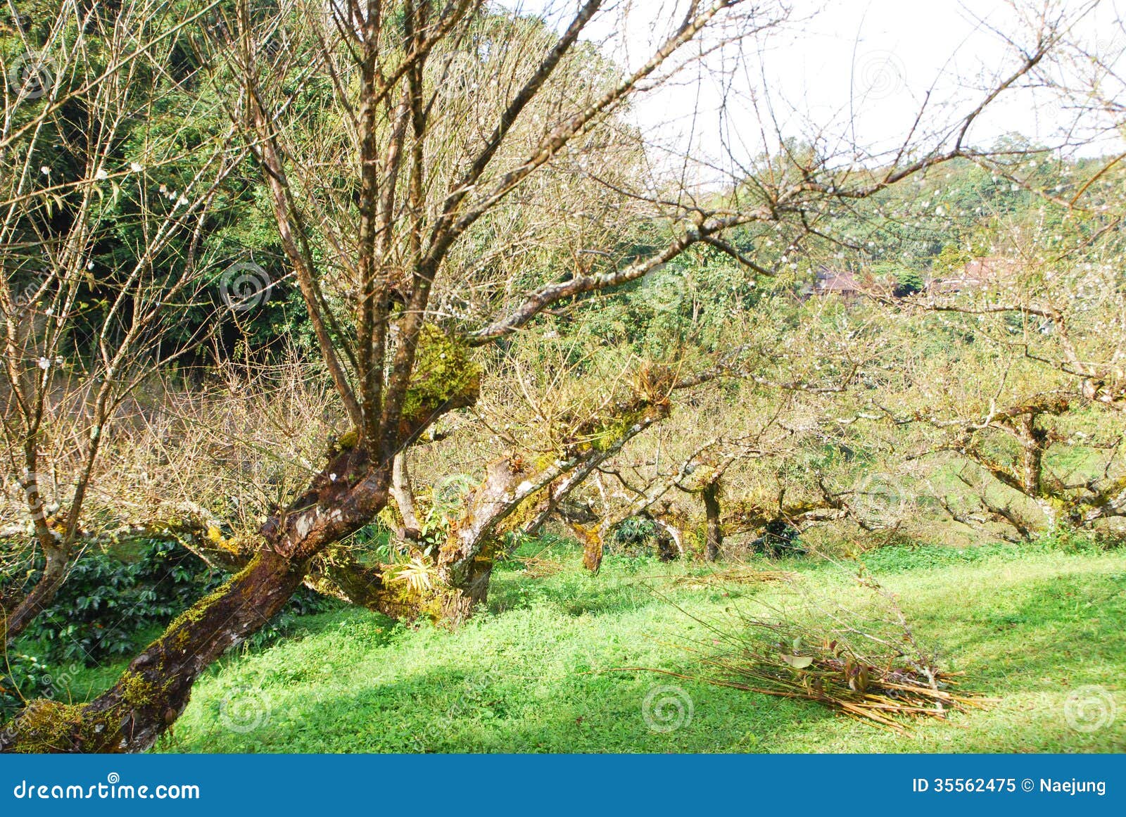 Apricot tree stock image. Image of beauty, aroma, agriculture - 35562475