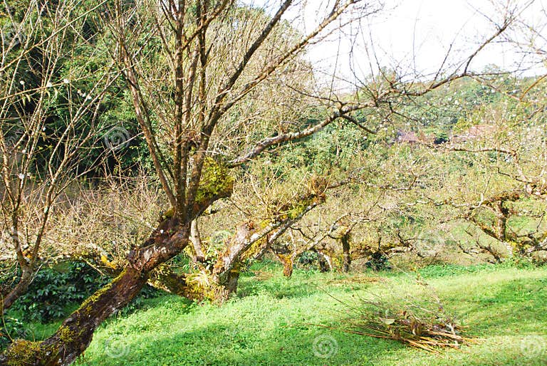 Apricot tree stock image. Image of beauty, aroma, agriculture - 35562475