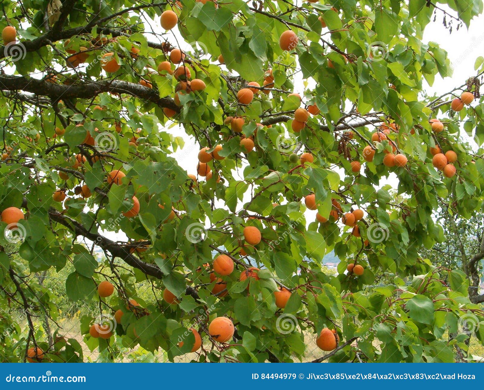 Apricot Tree stock image. Image of fruit, branch, amenian - 84494979