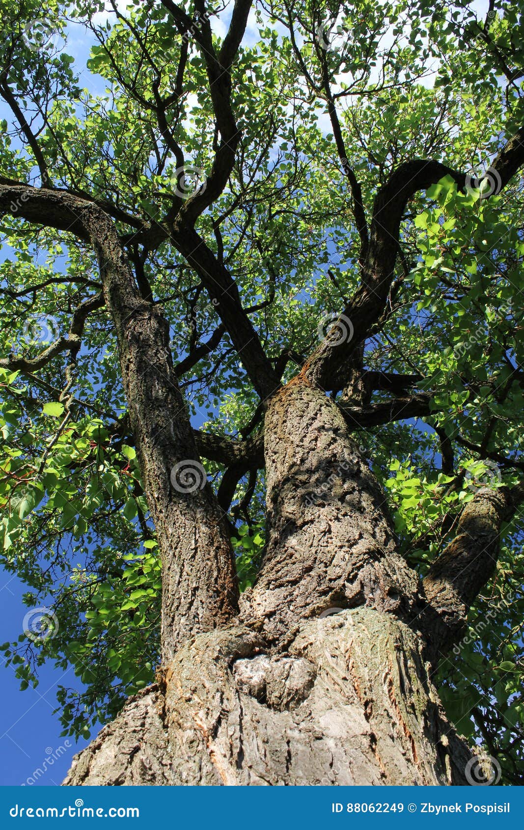 Apricot tree stock image. Image of park, green, crown - 88062249