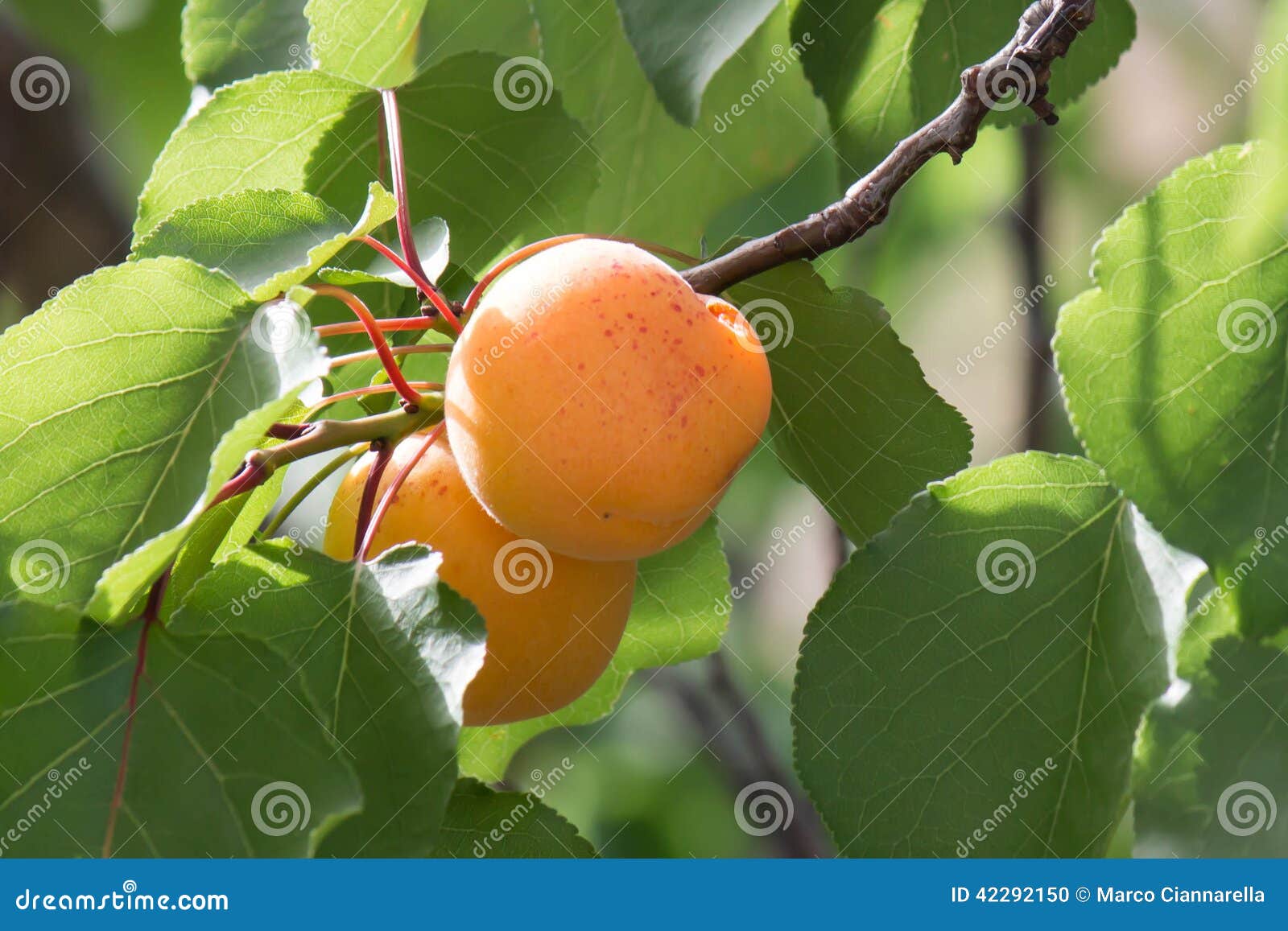 Apricot tree stock photo. Image of italy, fruits, carotenoids - 42292150