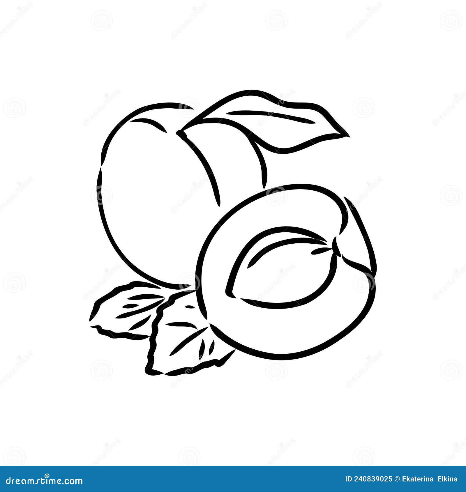 Apricot Vector Logo Design Template. Fruit or Food Icon Stock Vector ...