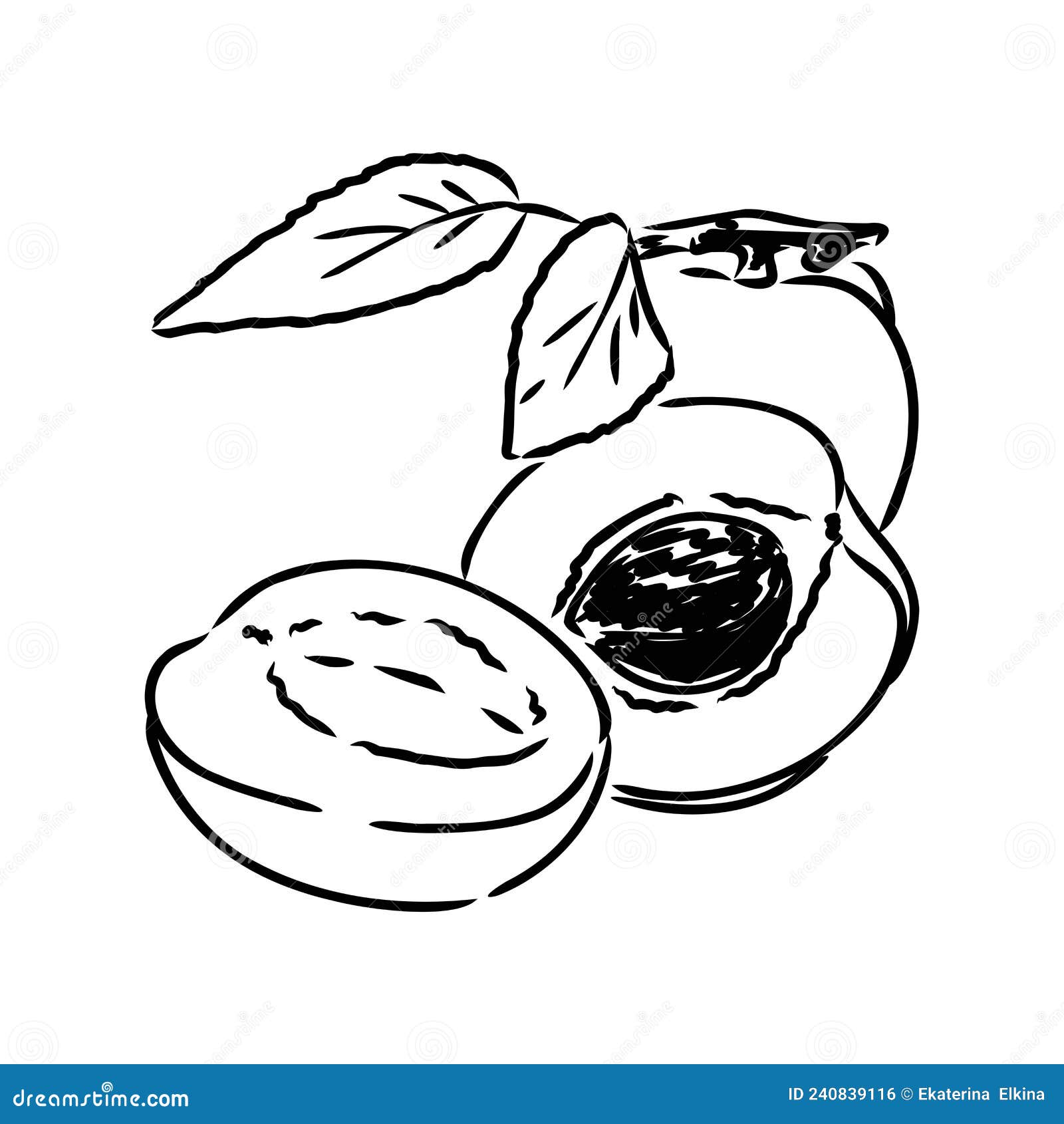 Apricot Vector Logo Design Template. Fruit or Food Icon Stock Vector ...