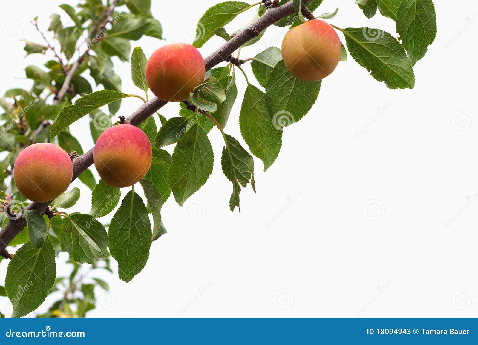 Apricots stock image. Image of harvest, healthy, tasty - 18094943