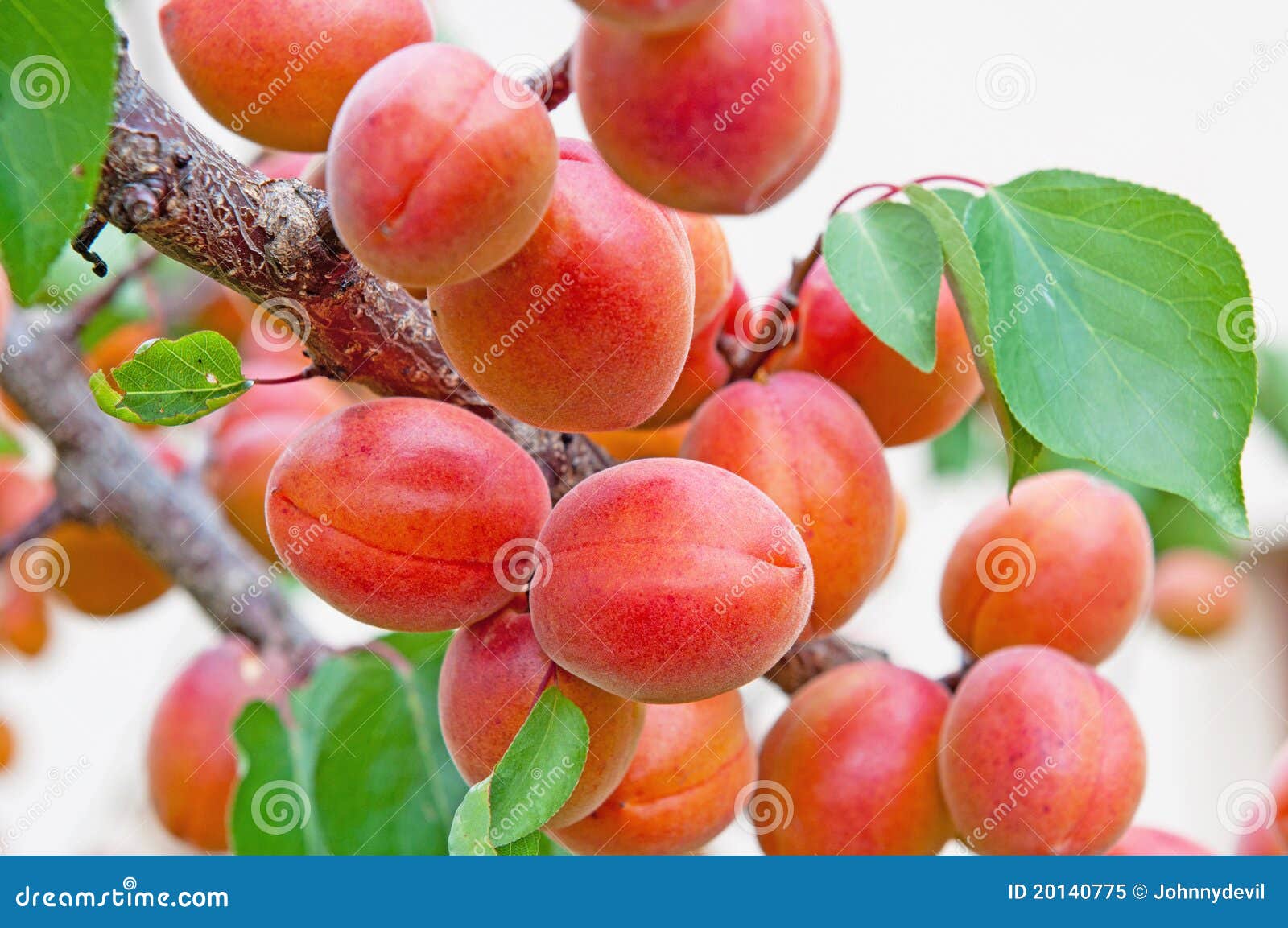 Apricots stock image. Image of branch, hanging, apricots - 20140775