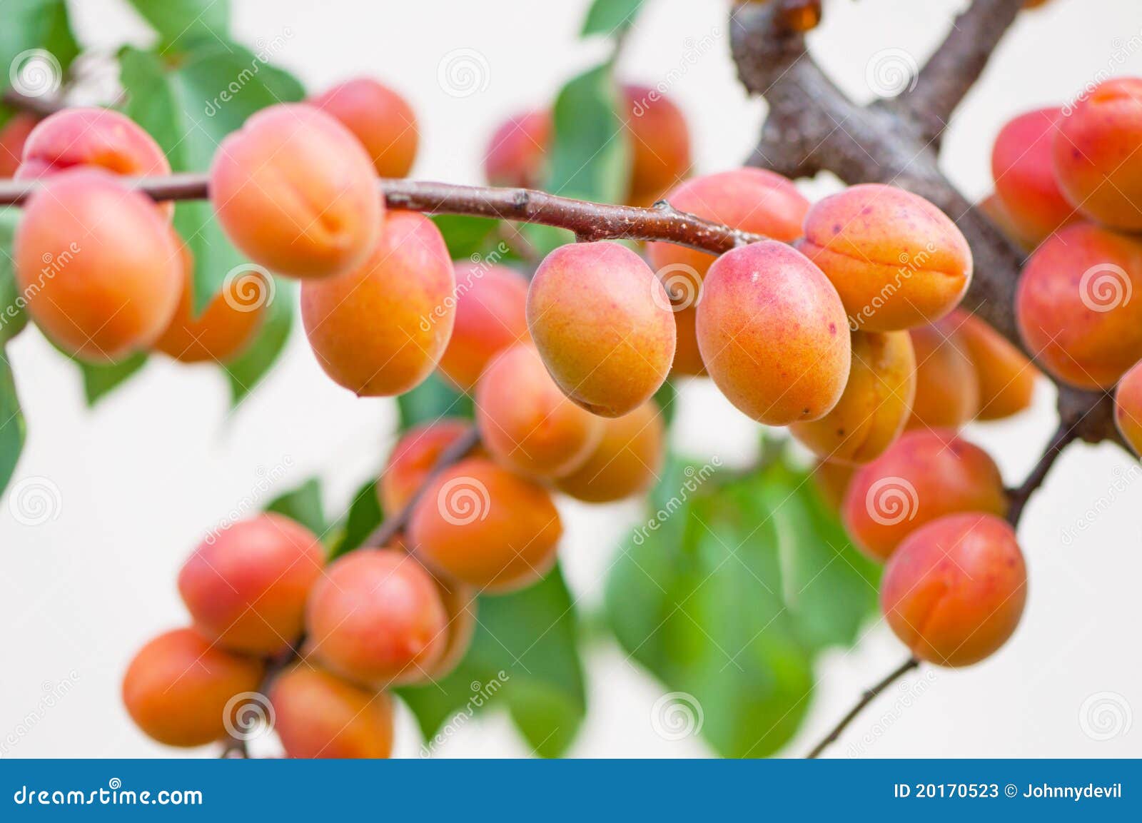 Apricots stock image. Image of healthy, garden, crop - 20170523