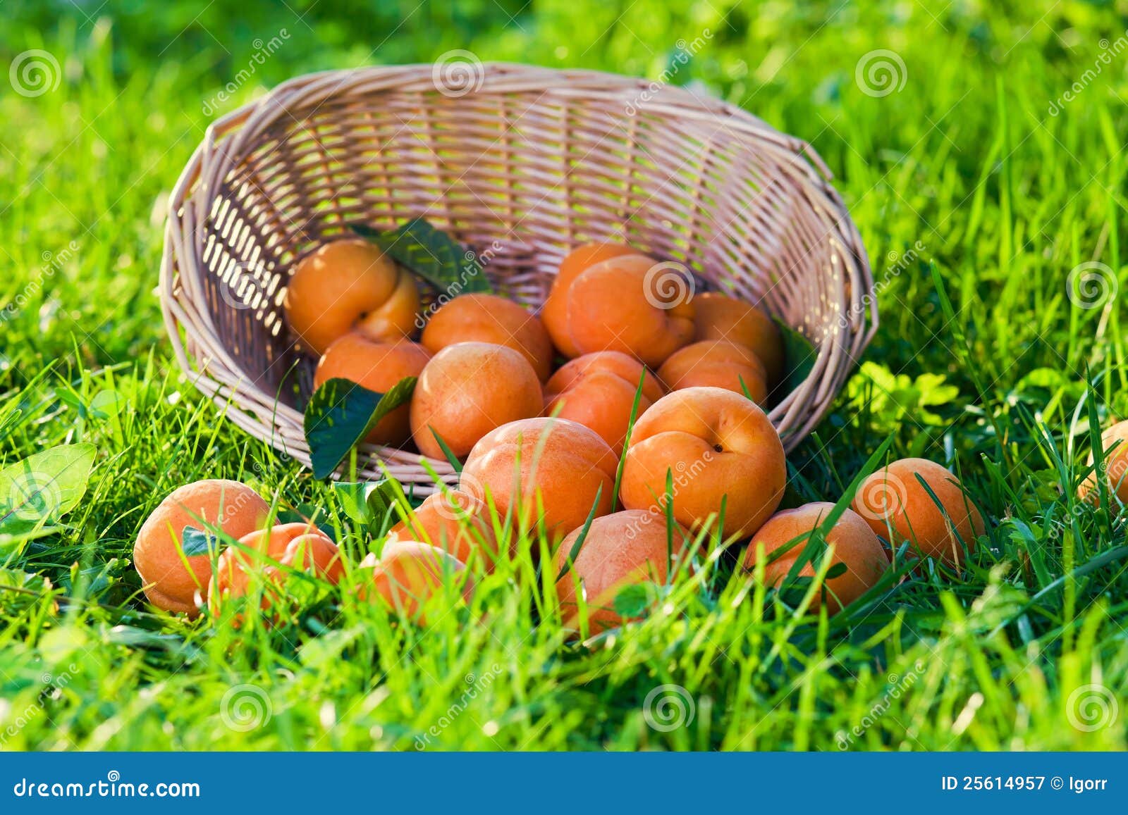 Apricots stock image. Image of color, apricot, freshness - 25614957