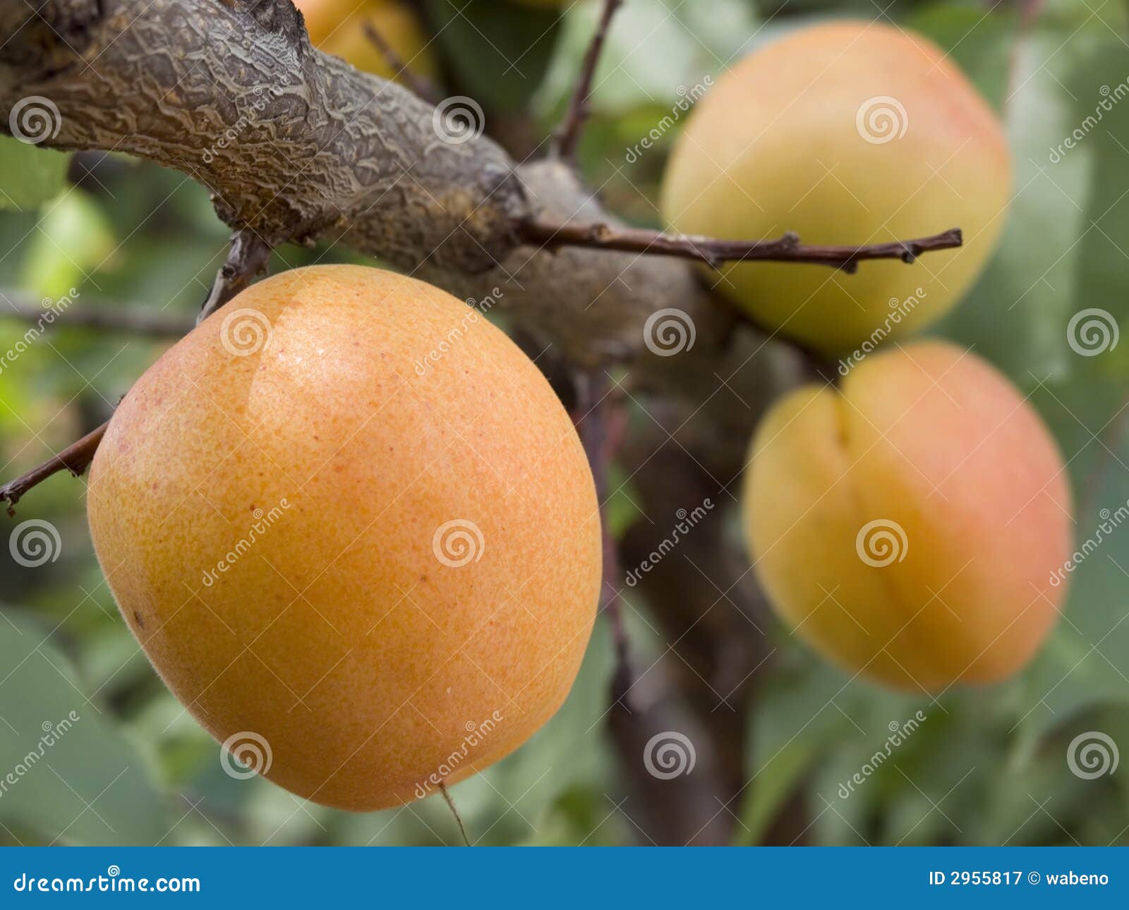 Apricots stock image. Image of mature, agriculture, produce - 2955817