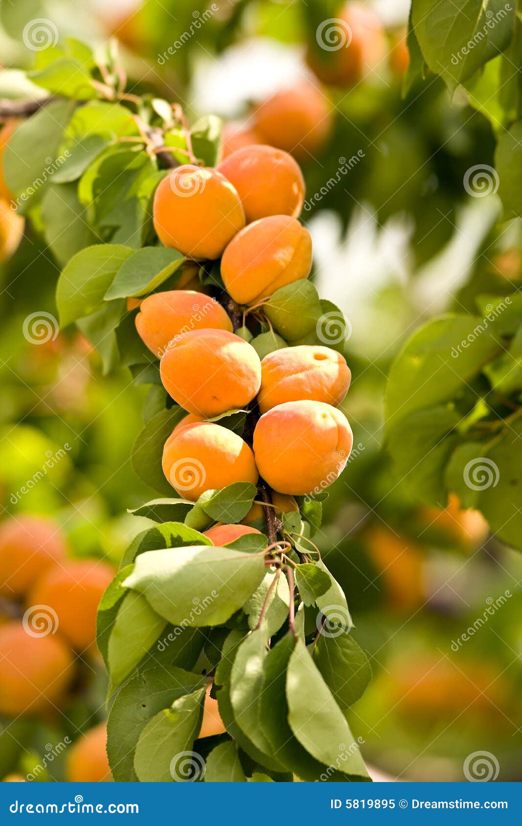Apricots stock image. Image of orchards, orange, apricots - 5819895