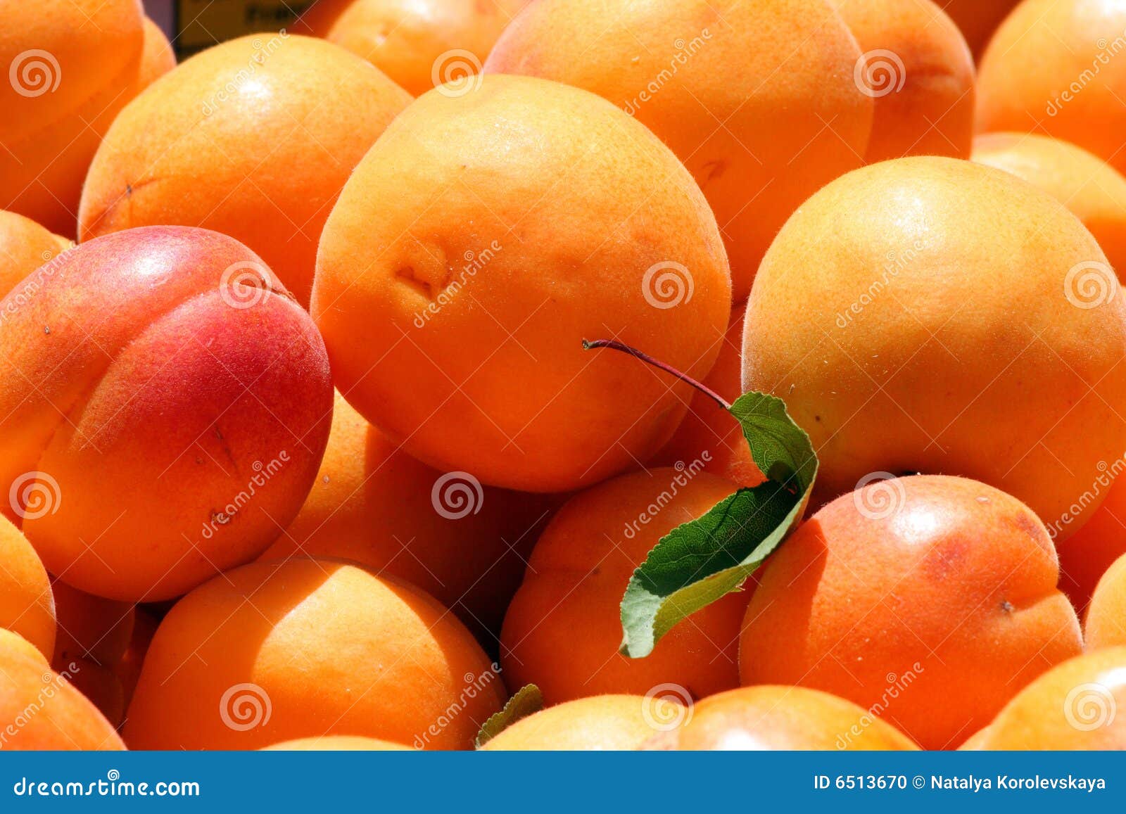 Apricots stock photo. Image of consume, dessert, season - 6513670