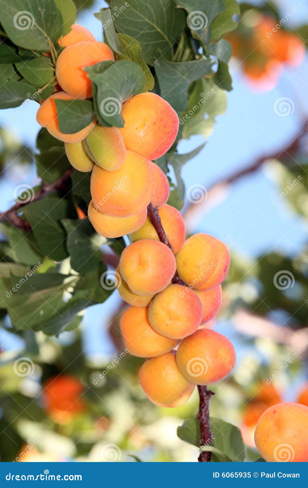 Apricots on a branch stock image. Image of apricots, tree - 6065935