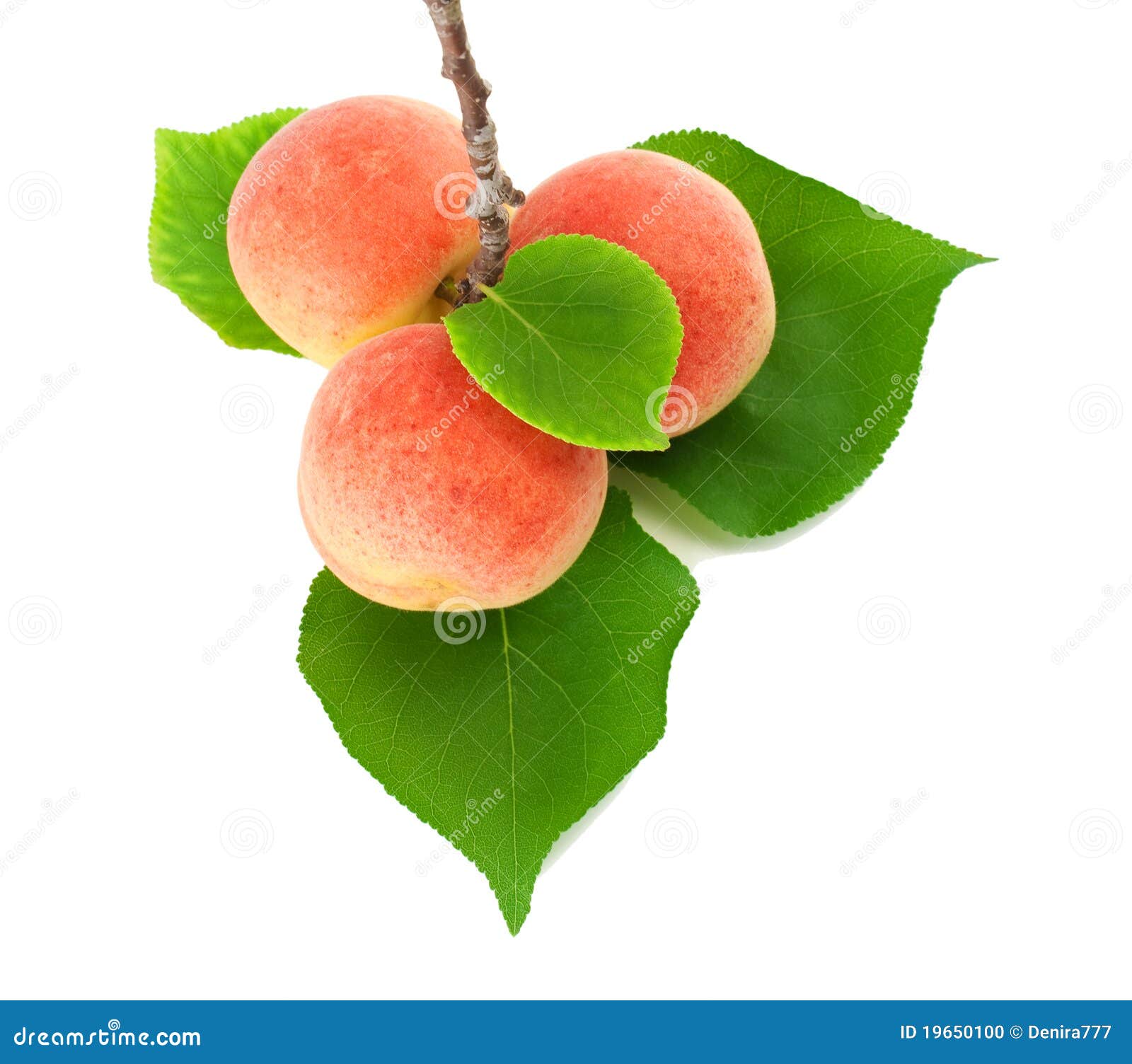 Apricots on a Branch with Leaves Stock Photo - Image of fresh, apricot ...