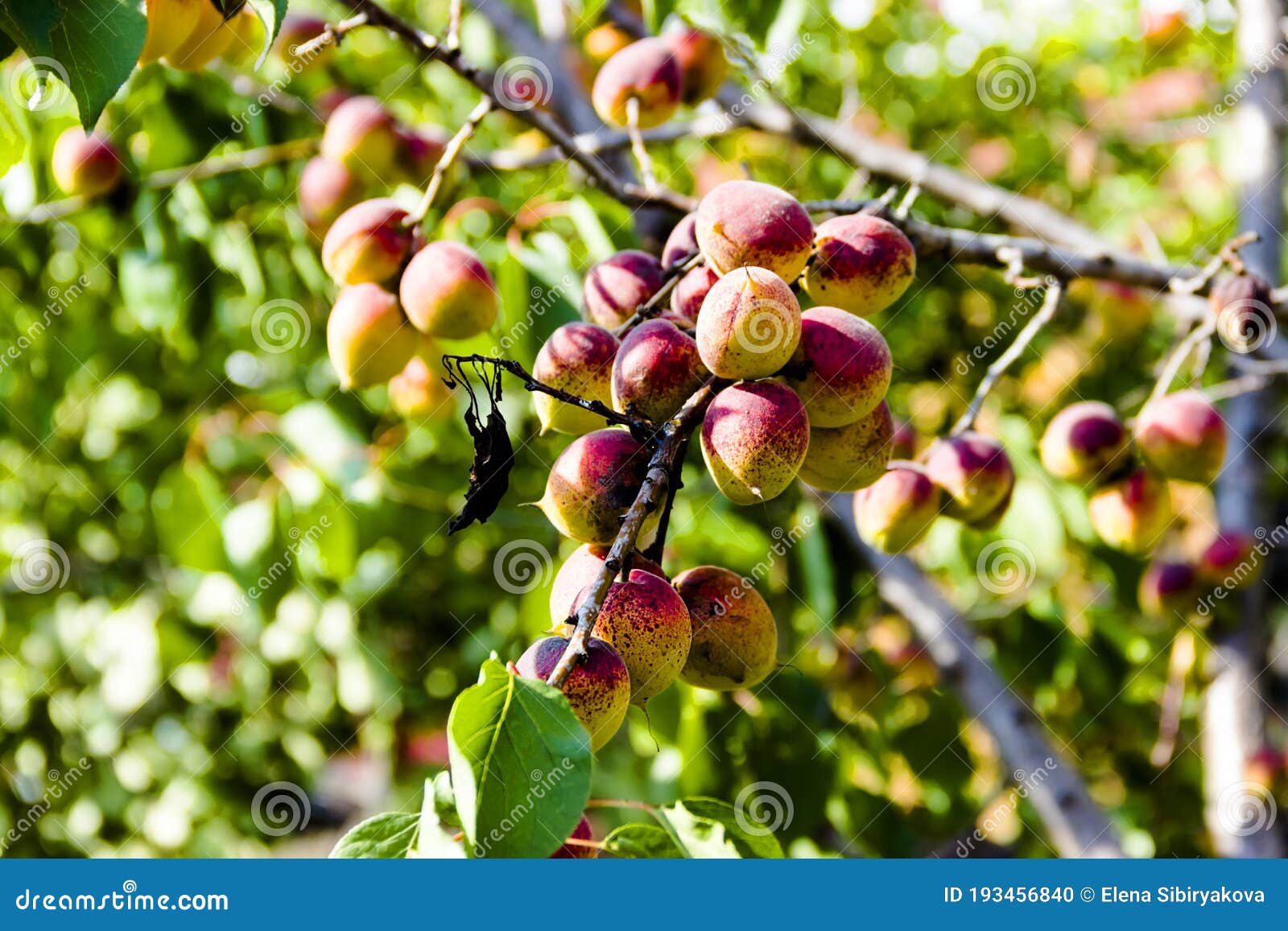 Apricots on a branch stock photo. Image of orchard, fresh - 193456840