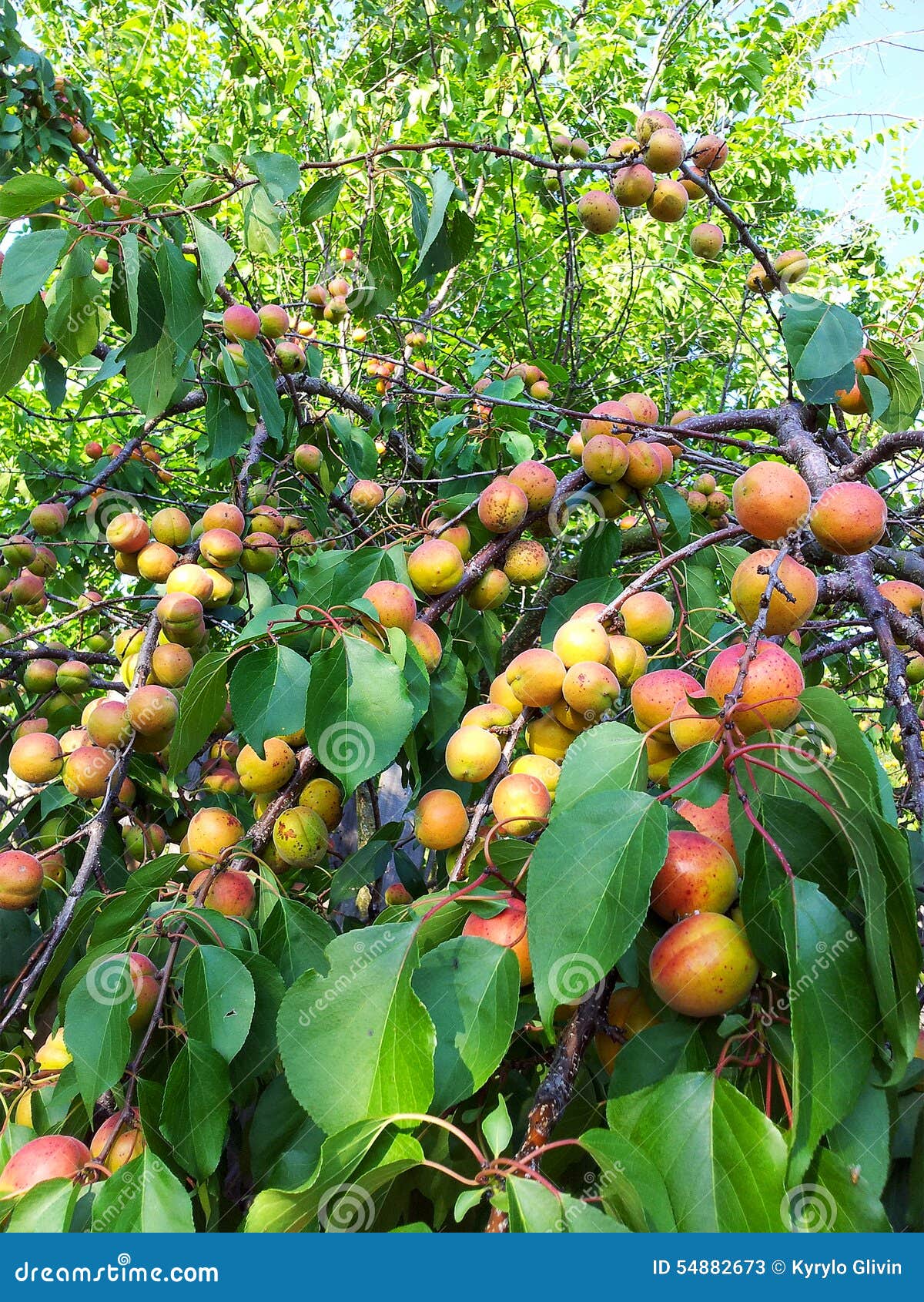 Apricots on branch stock image. Image of crop, orchard - 54882673