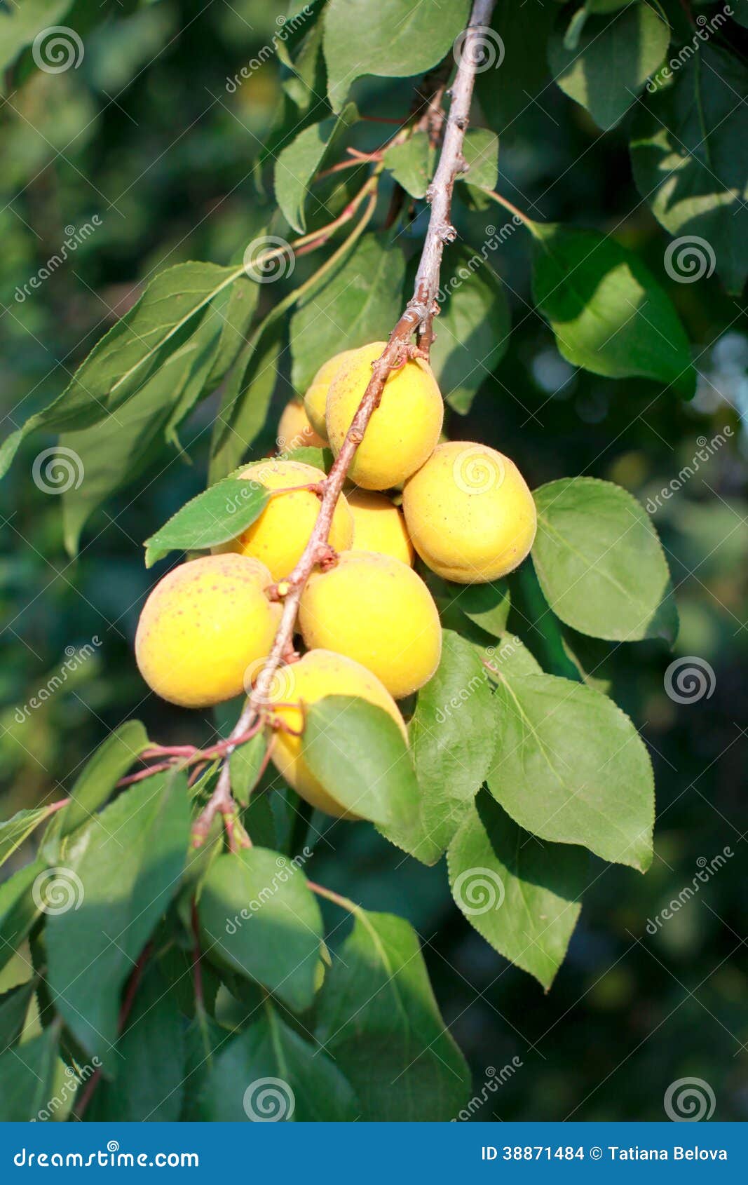 Apricots on a branch stock photo. Image of food, apricot - 38871484