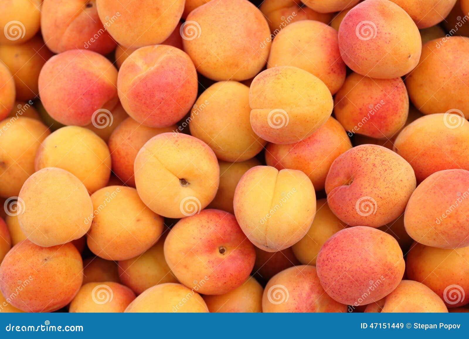 Apricots stock image. Image of healthy, agriculture, scented - 47151449