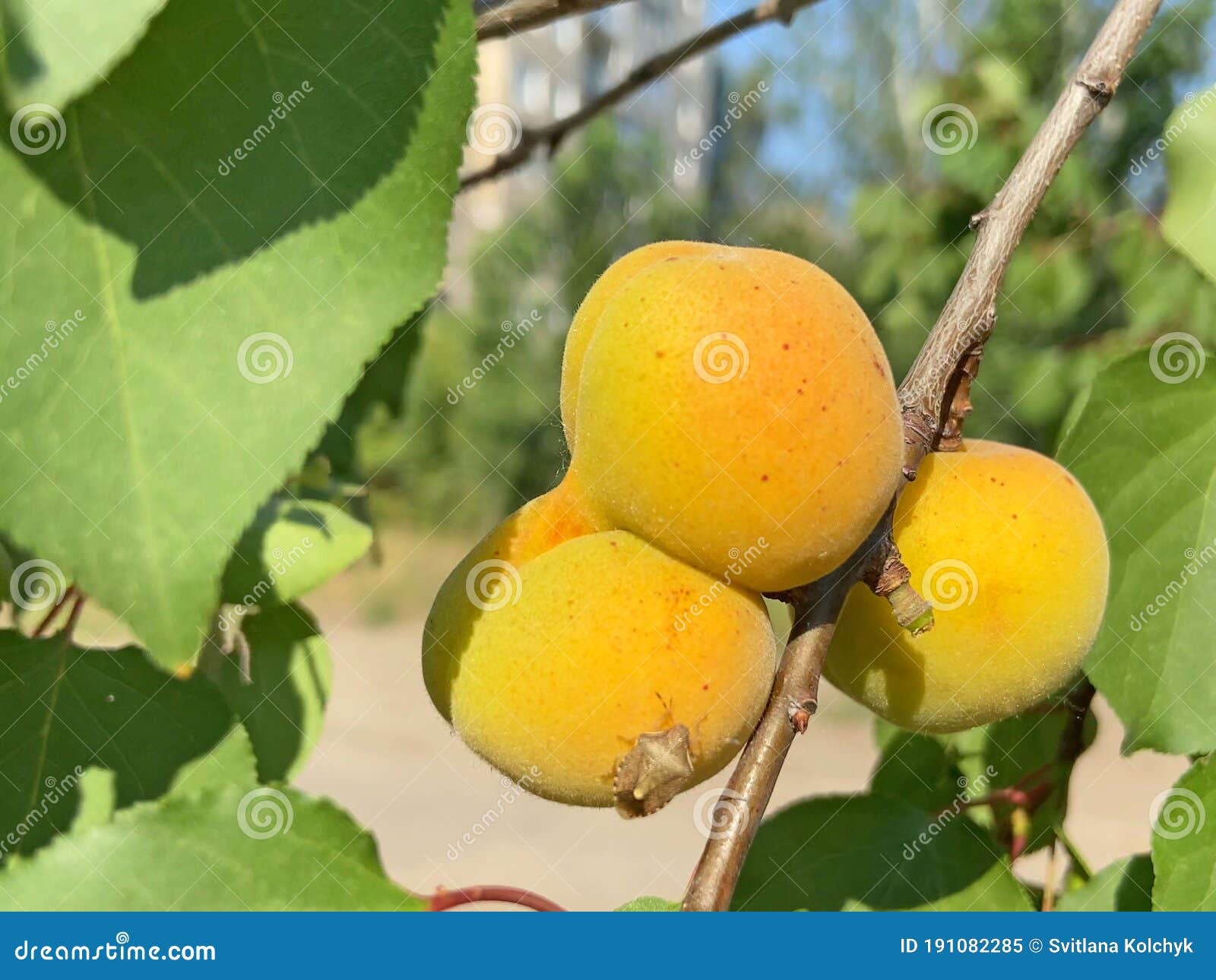 Apricots Growing on a Tree in Garden Stock Image - Image of apricots ...