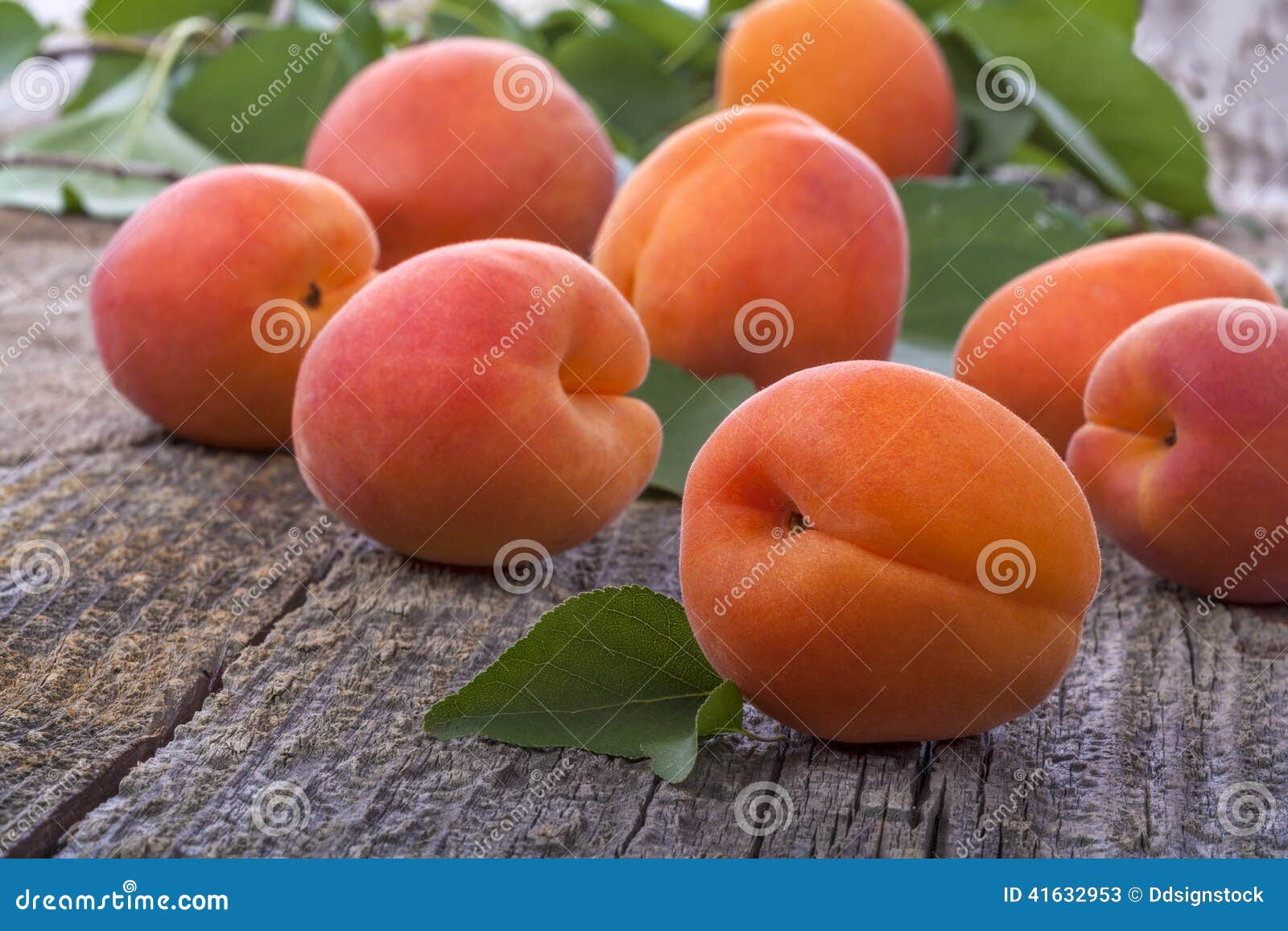 Apricots stock image. Image of harvest, ripe, plant, nature - 41632953
