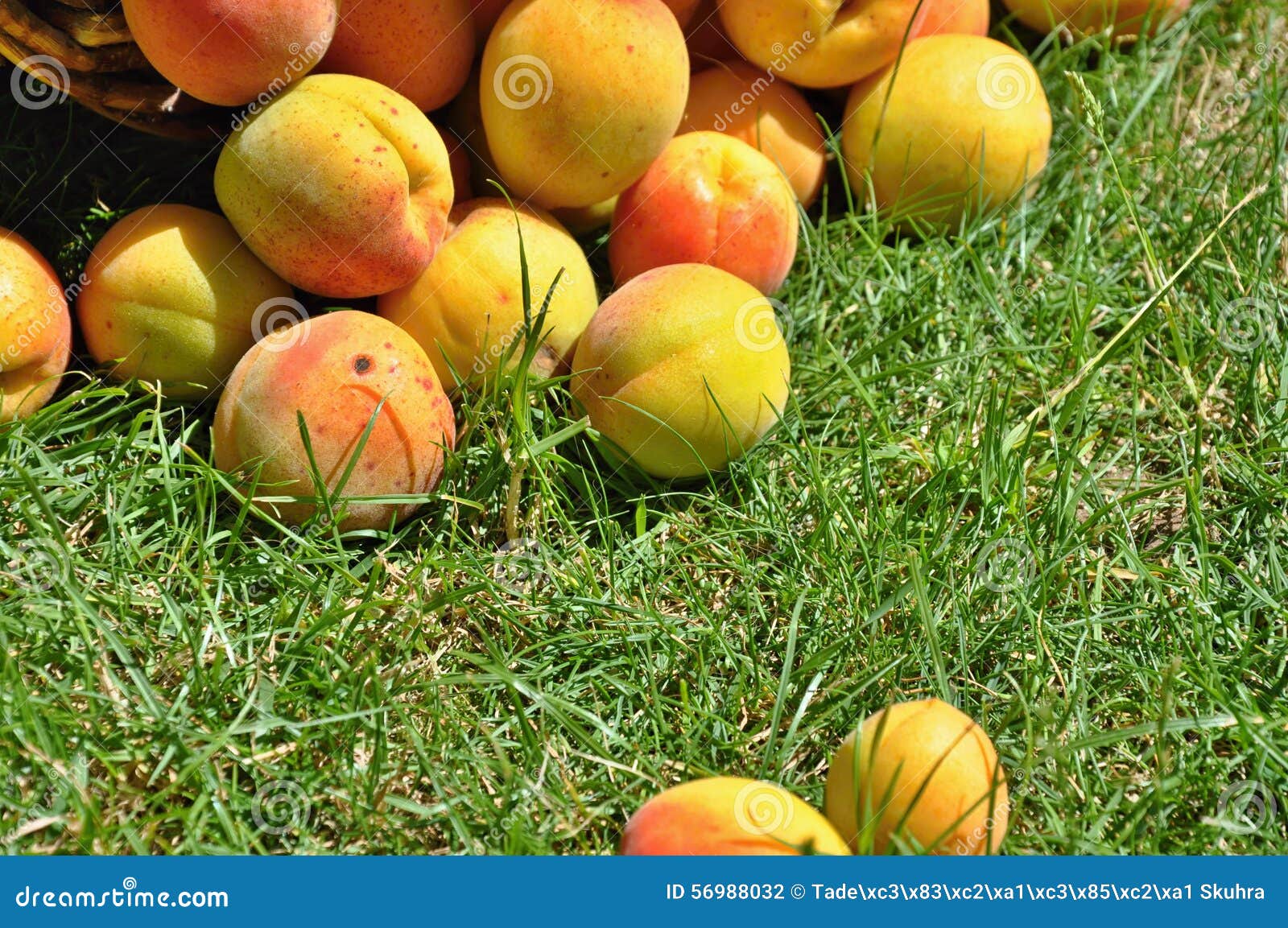 Apricots stock photo. Image of health, apricot, healthy - 56988032