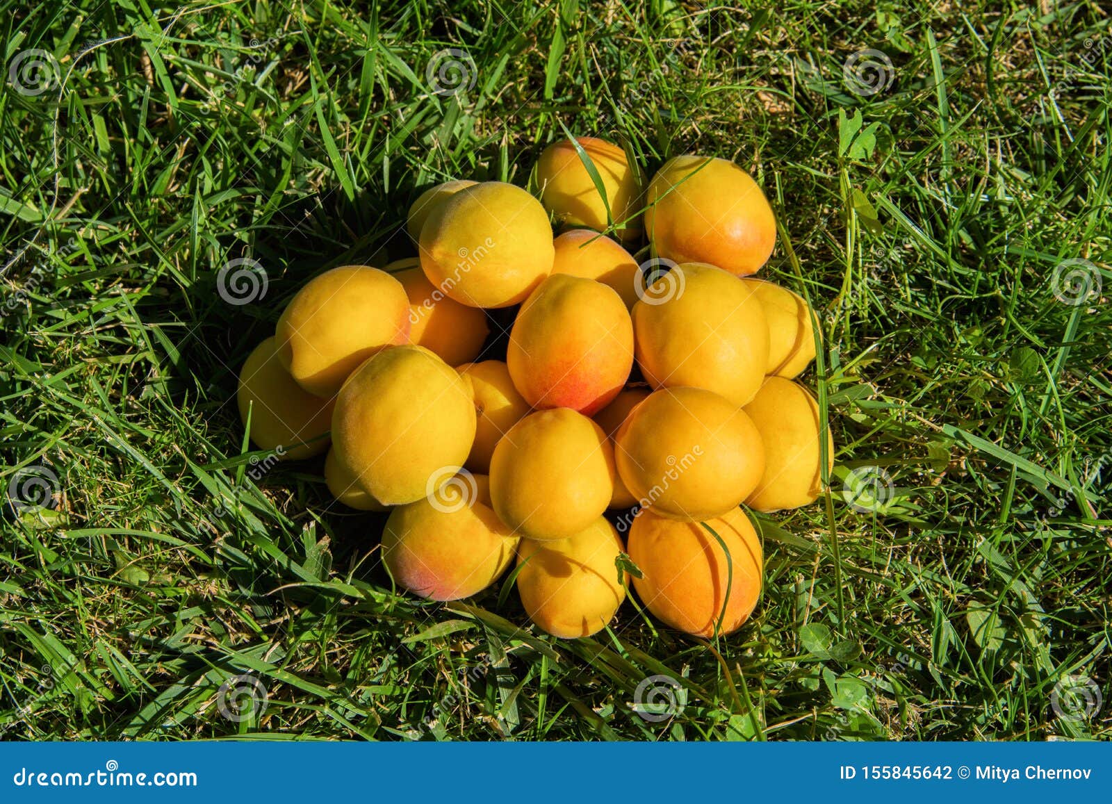 Apricots. Ripe Nice Apricots on Grass Stock Photo - Image of horizontal ...