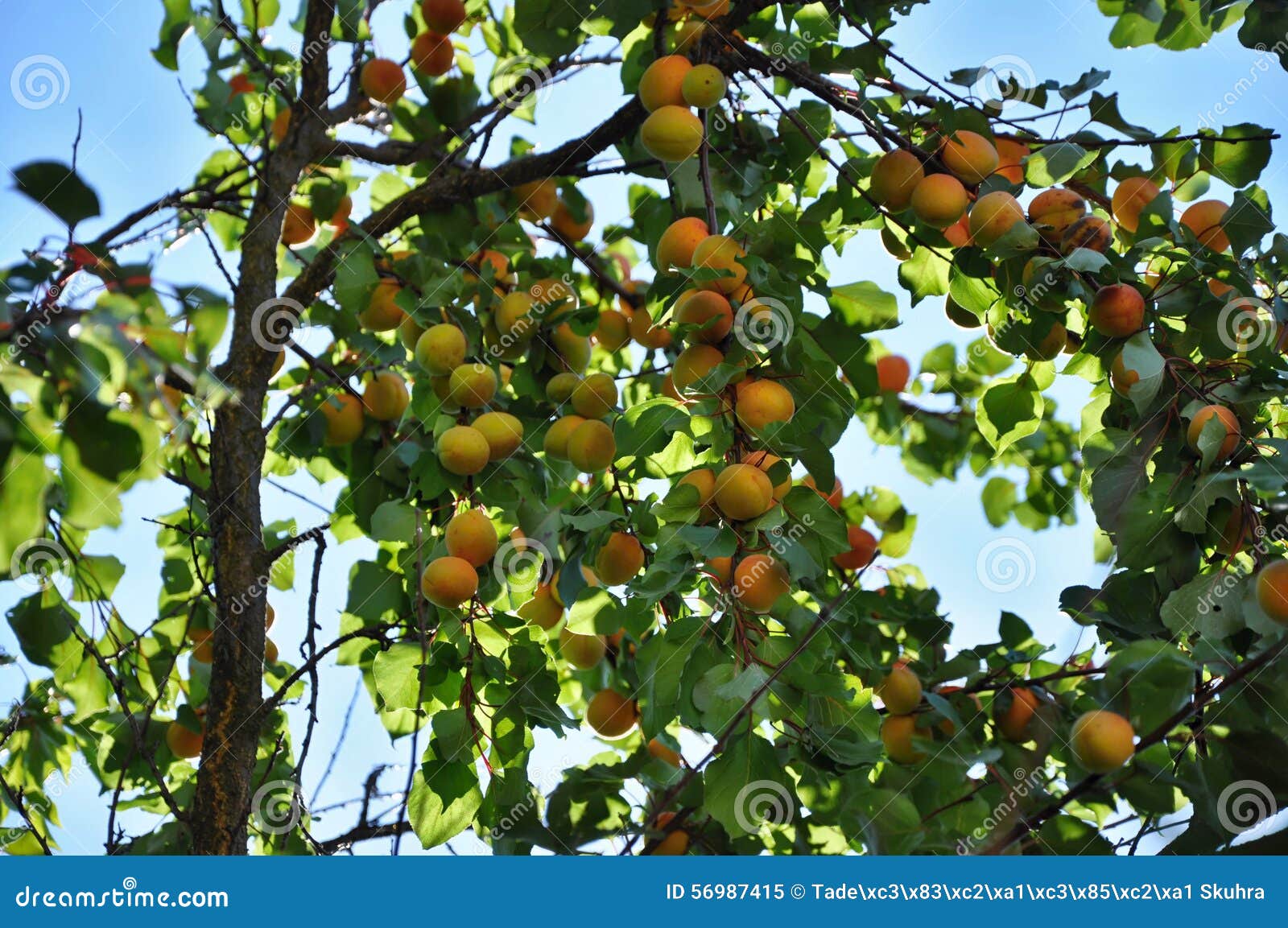 Apricots on tree stock image. Image of growing, fruit - 56987415