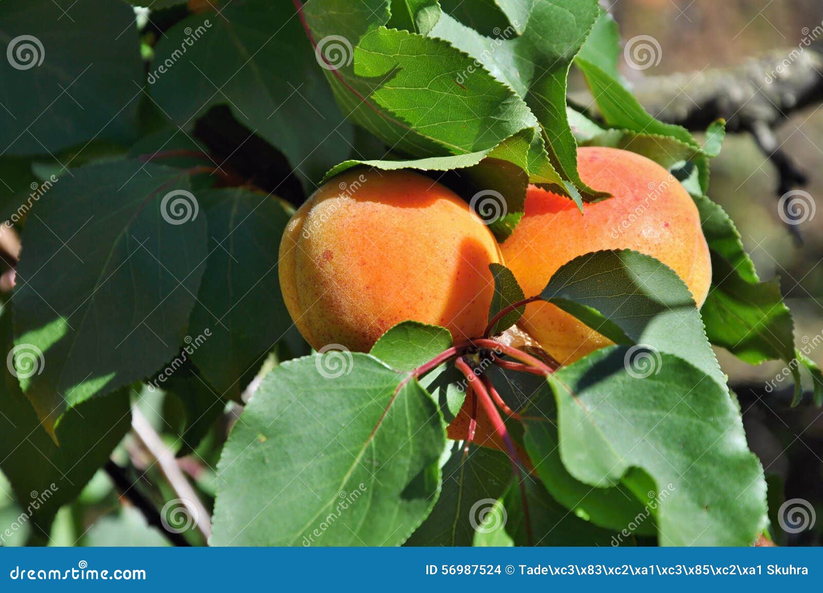 Apricots on tree stock photo. Image of branch, food, apricots - 56987524