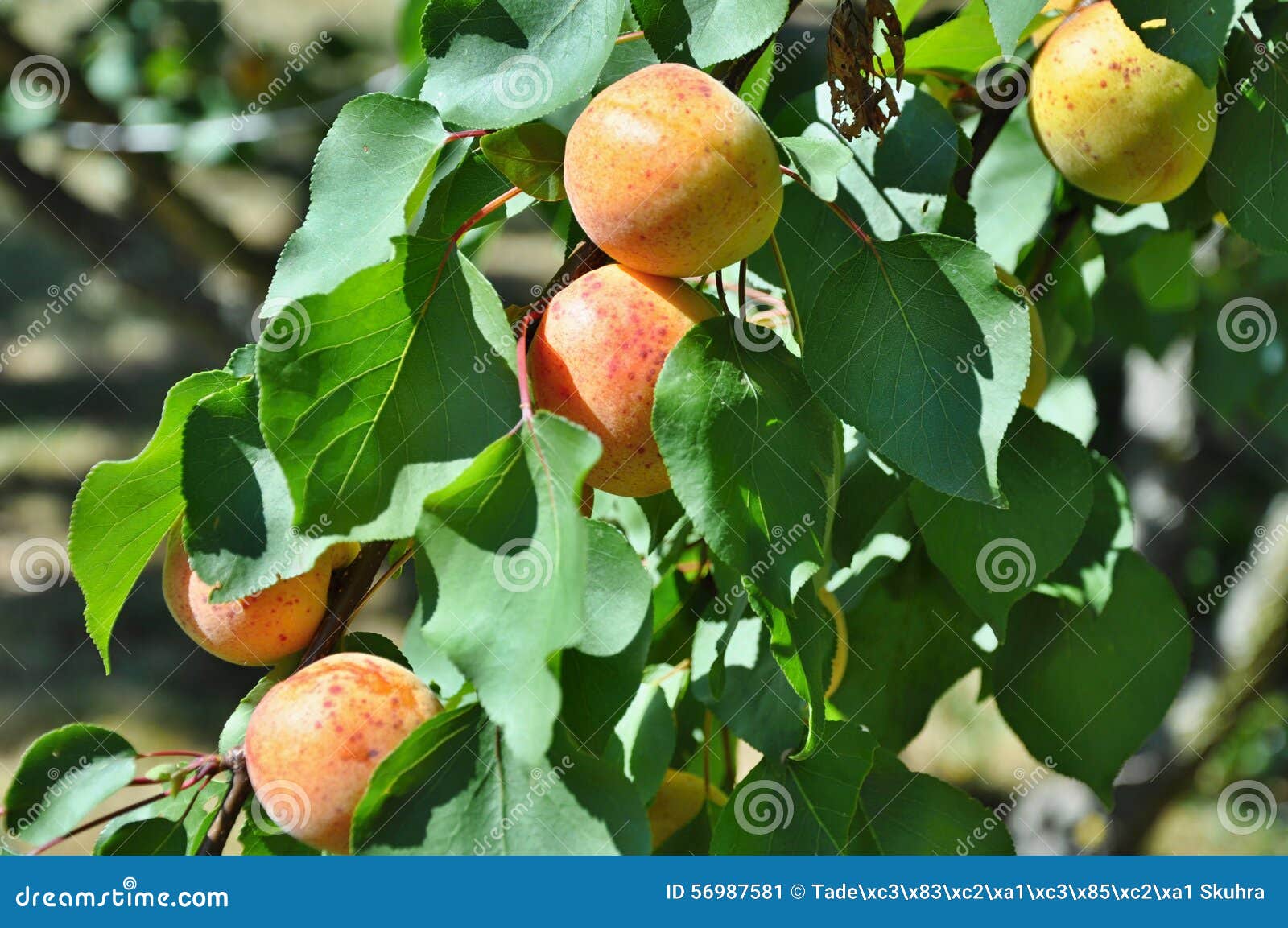 Apricots on tree stock image. Image of apricots, grow - 56987581