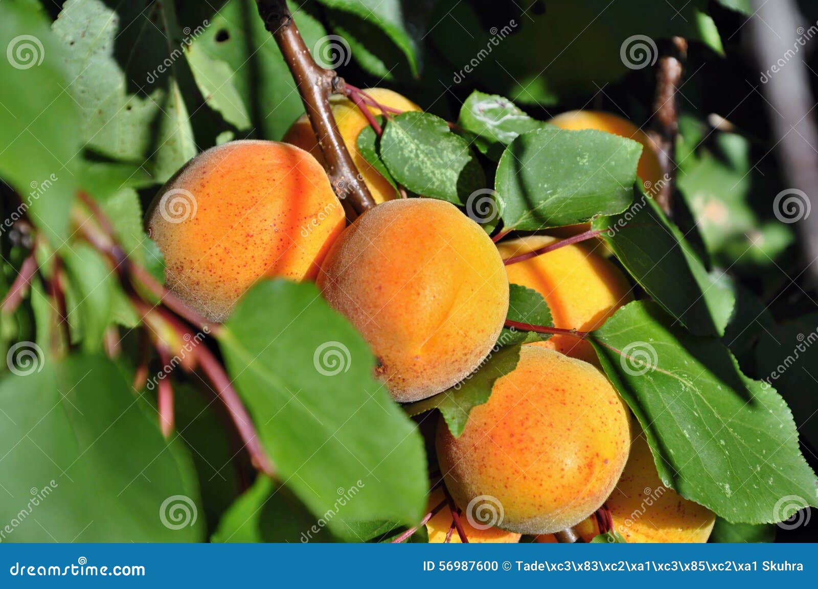 Apricots on tree stock photo. Image of dessert, apricots - 56987600