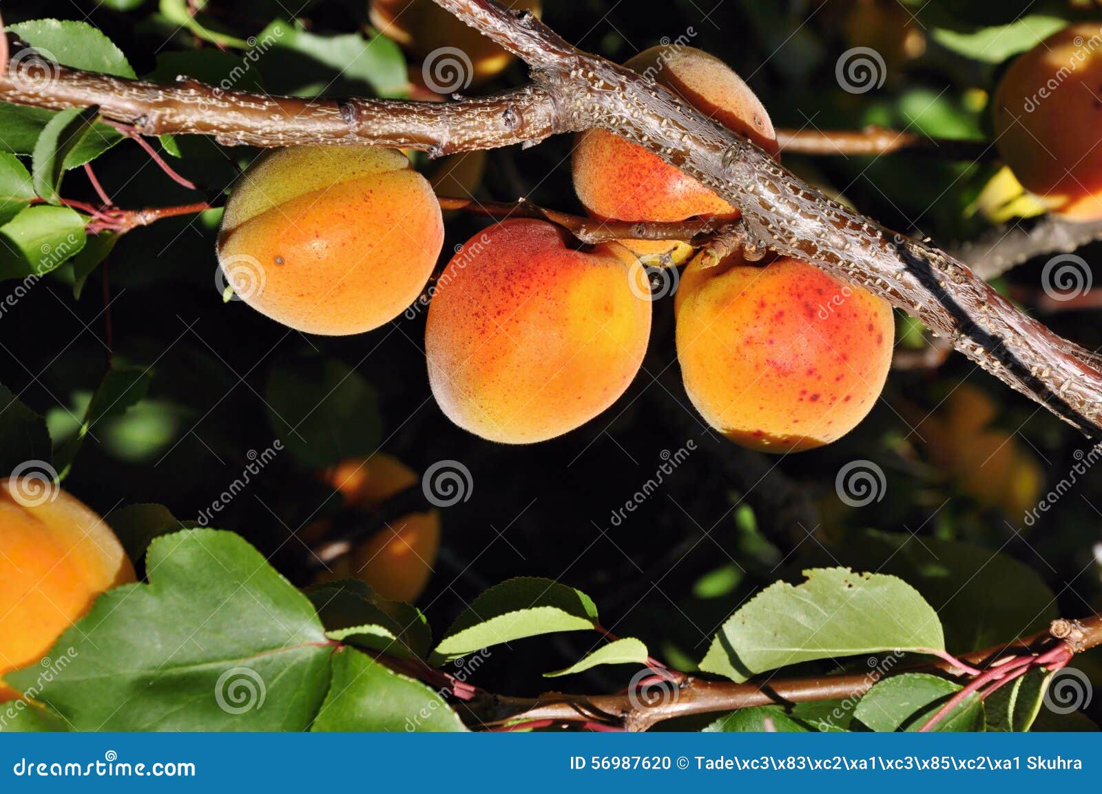Apricots on tree stock photo. Image of fresh, closeup - 56987620