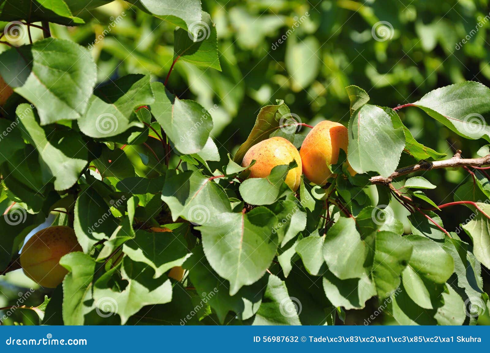 Apricots on tree stock photo. Image of agriculture, freshness - 56987632