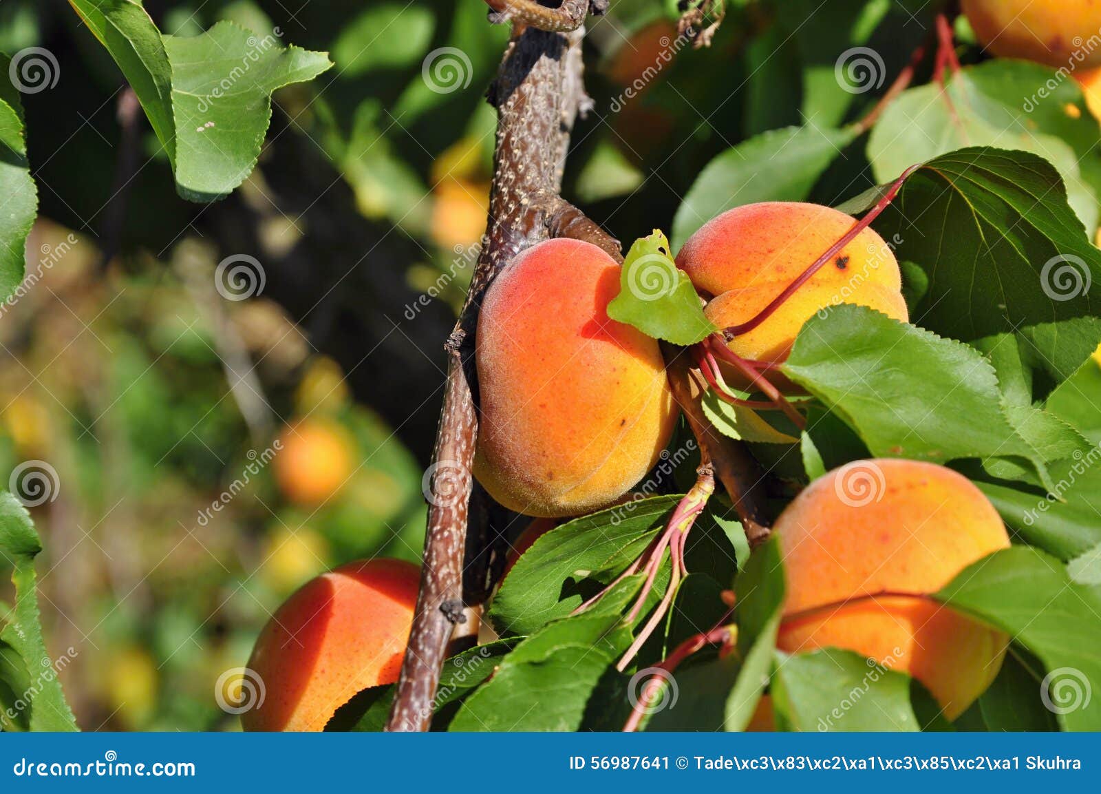 Apricots on tree stock image. Image of orchard, grow - 56987641