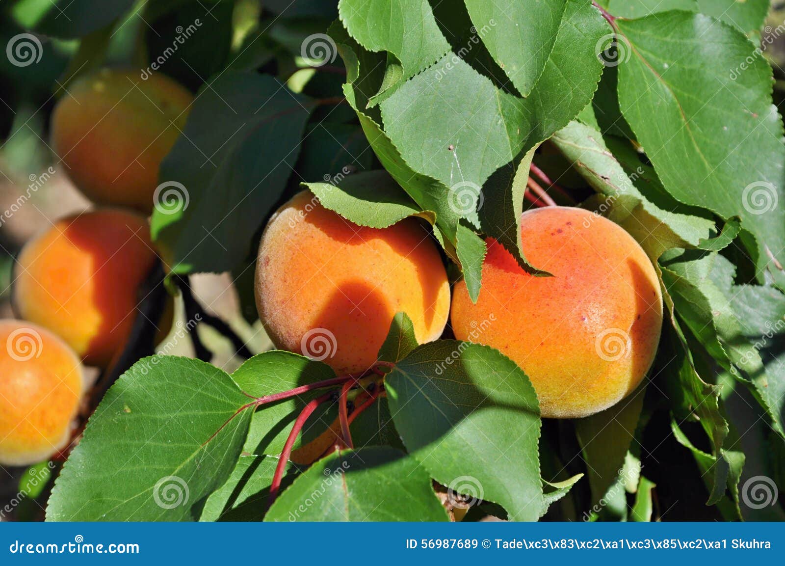 Apricots on tree stock image. Image of nature, healthy - 56987689
