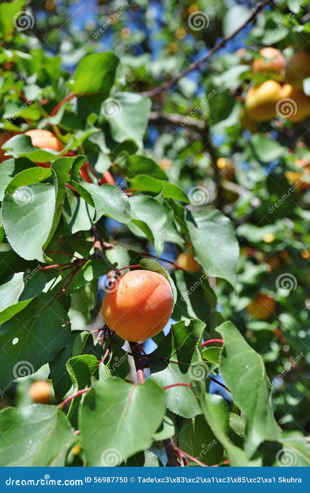 Apricots on tree stock photo. Image of eating, farming - 56987750