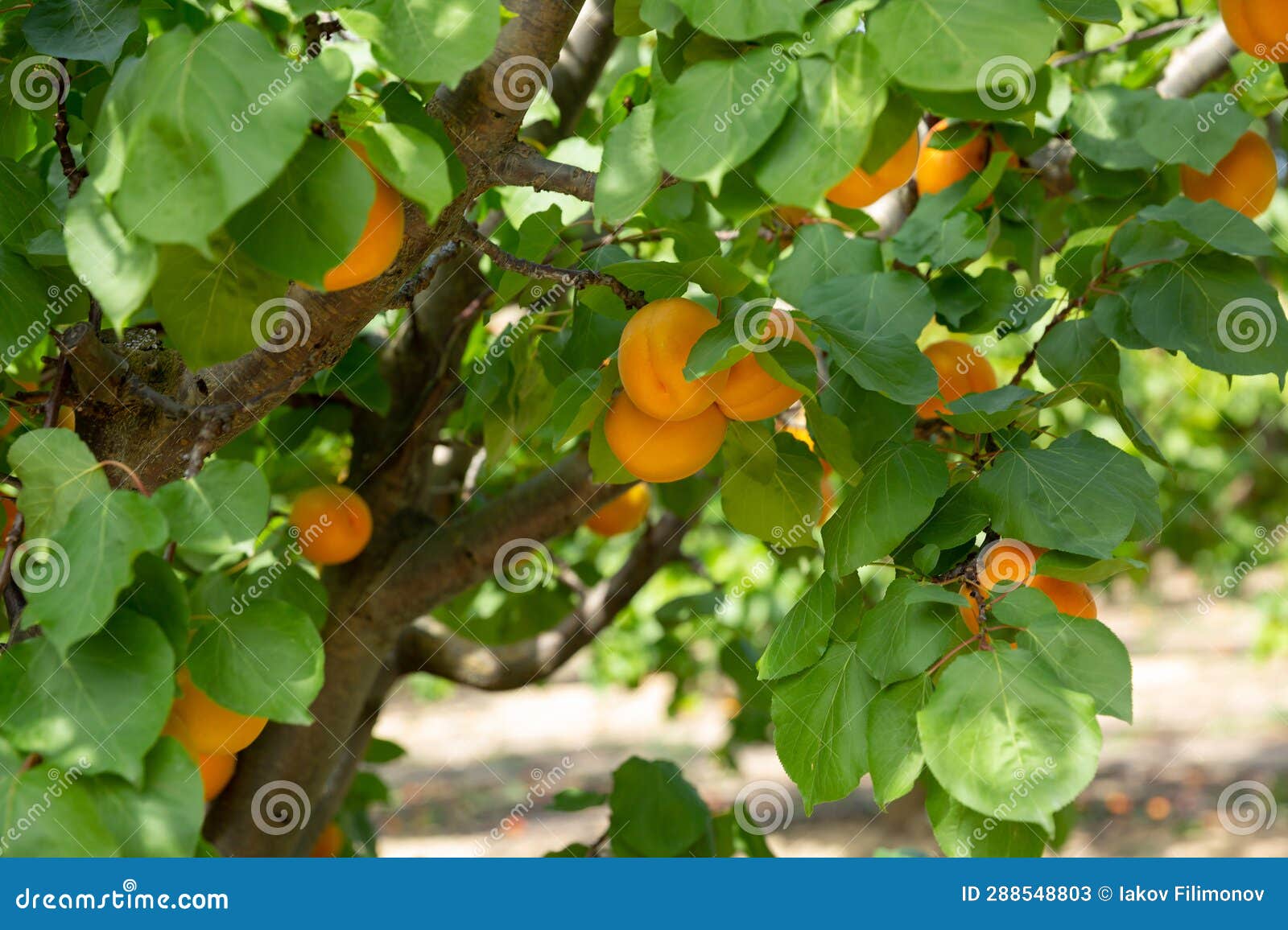 Apricots on Trees at Fruit Plantation Stock Image - Image of plantation ...