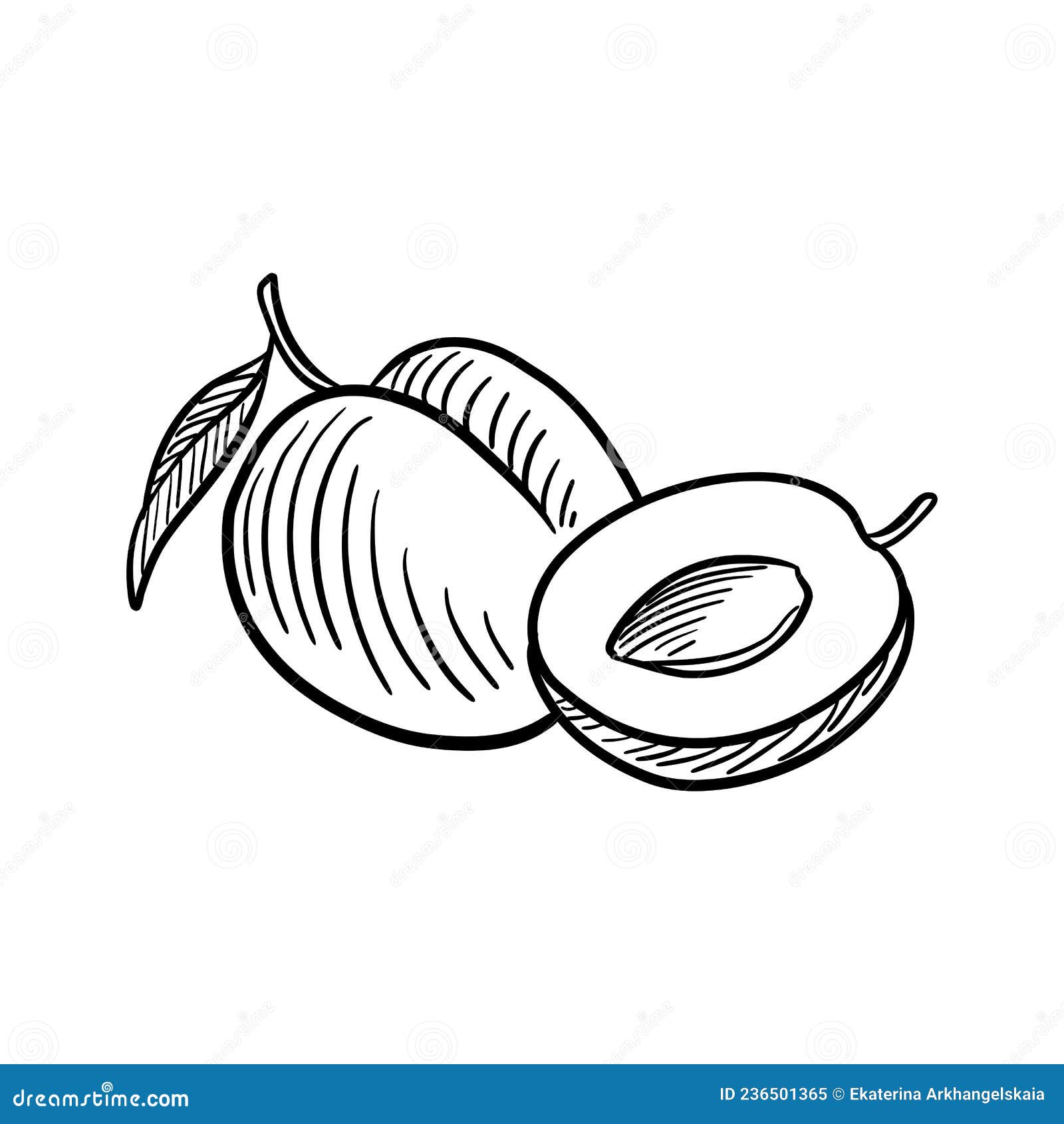 Apricots,vector Drawing Sketch of Fruit Stock Vector - Illustration of ...