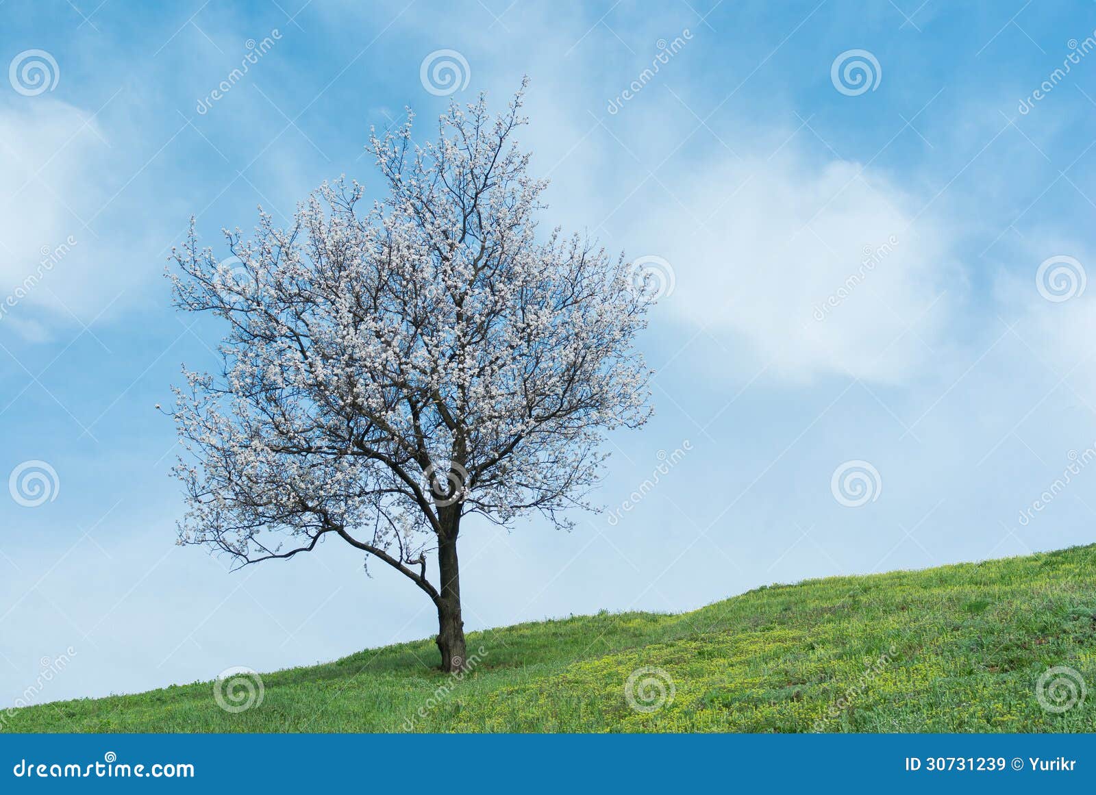 Aprikosträd på en kulle fotografering för bildbyråer. Bild av kull ...