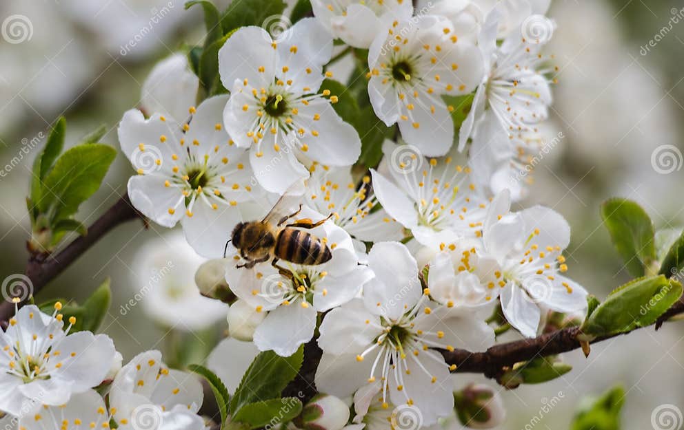 April 2017 Bee on a Flowering Tree Stock Photo - Image of beautiful ...