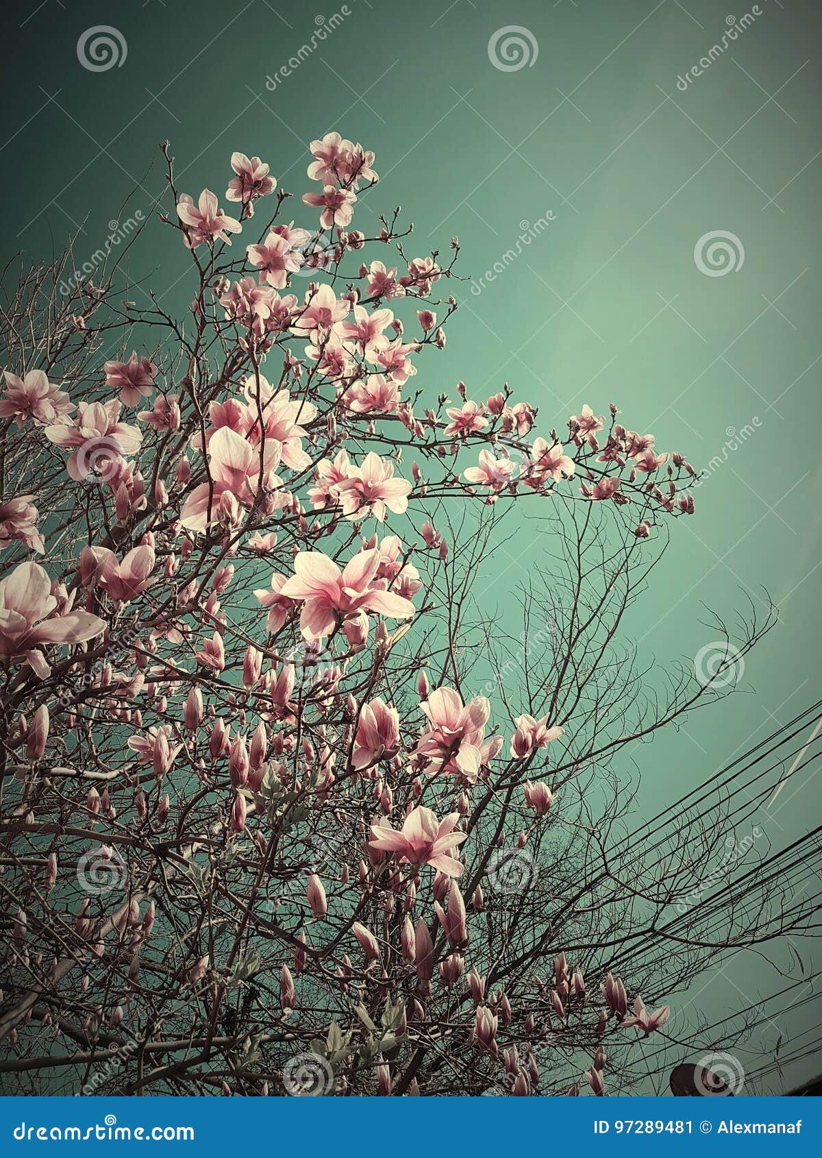 April magnolia stock image. Image of blue, happy, magnonlia - 97289481