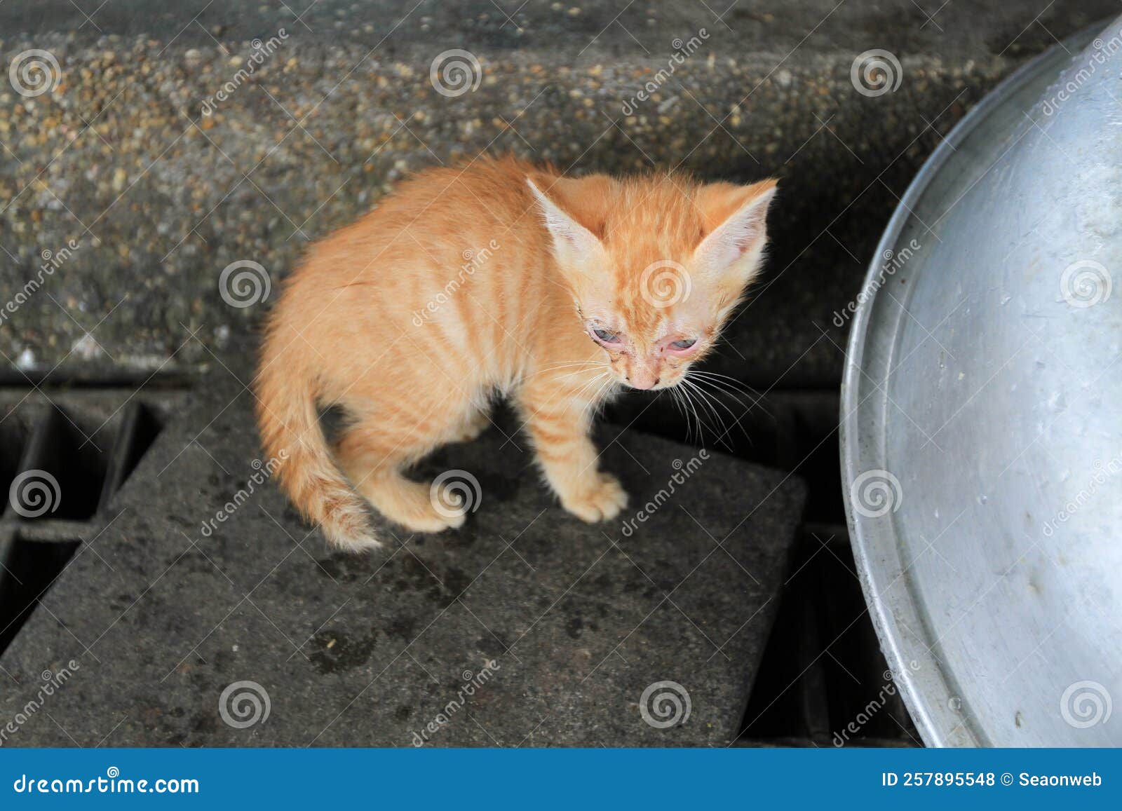 A Small Street Kitty Cat, the Home less Kitty 18 April 2011 Stock Photo ...