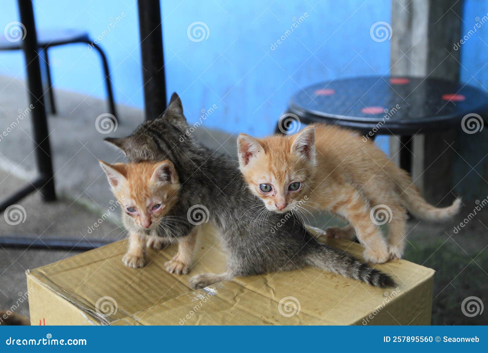 A Small Street Kitty Cat, the Home less Kitty 18 April 2011 Stock Photo ...