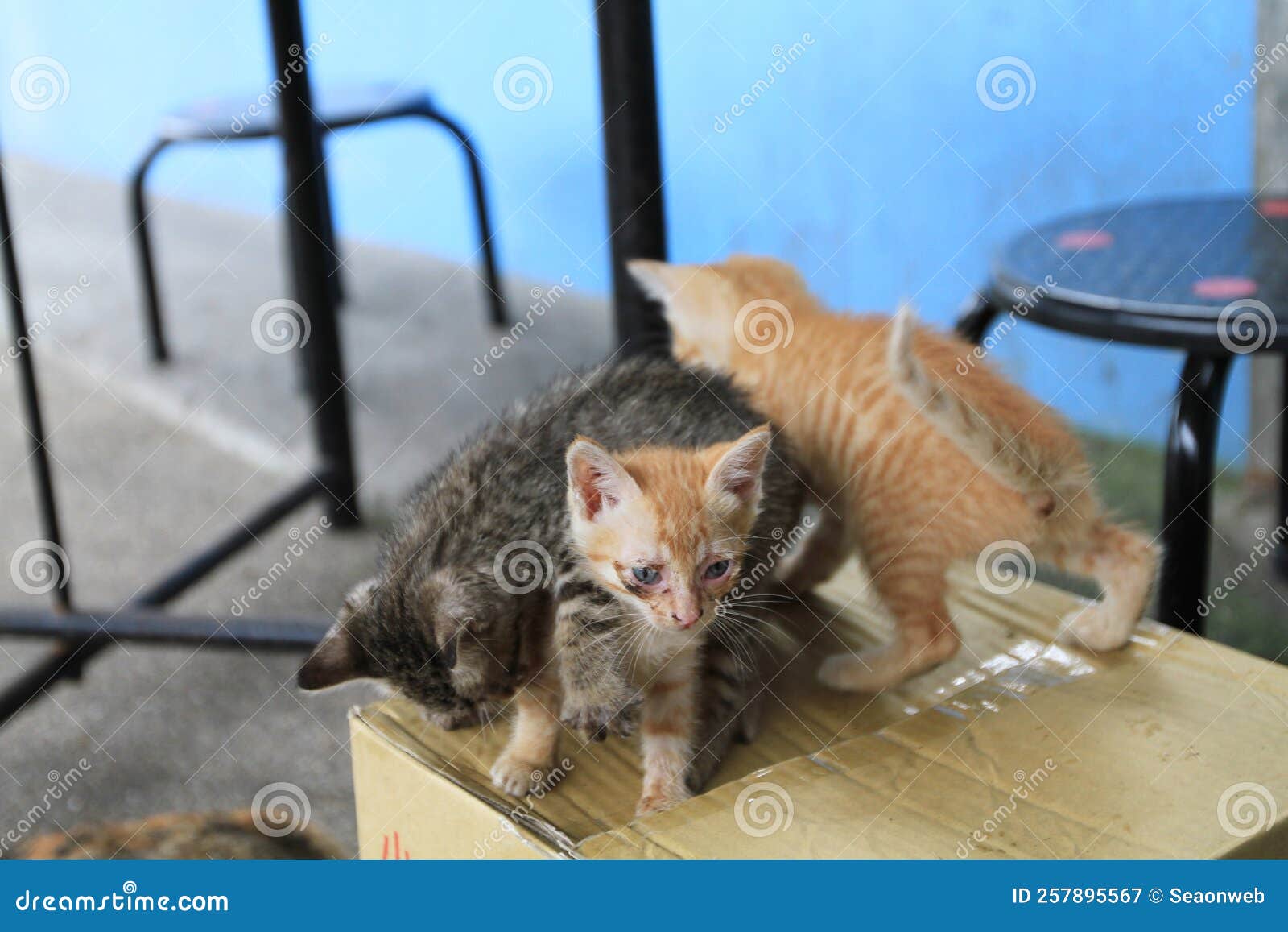 A Small Street Kitty Cat, the Home less Kitty 18 April 2011 Stock Image ...